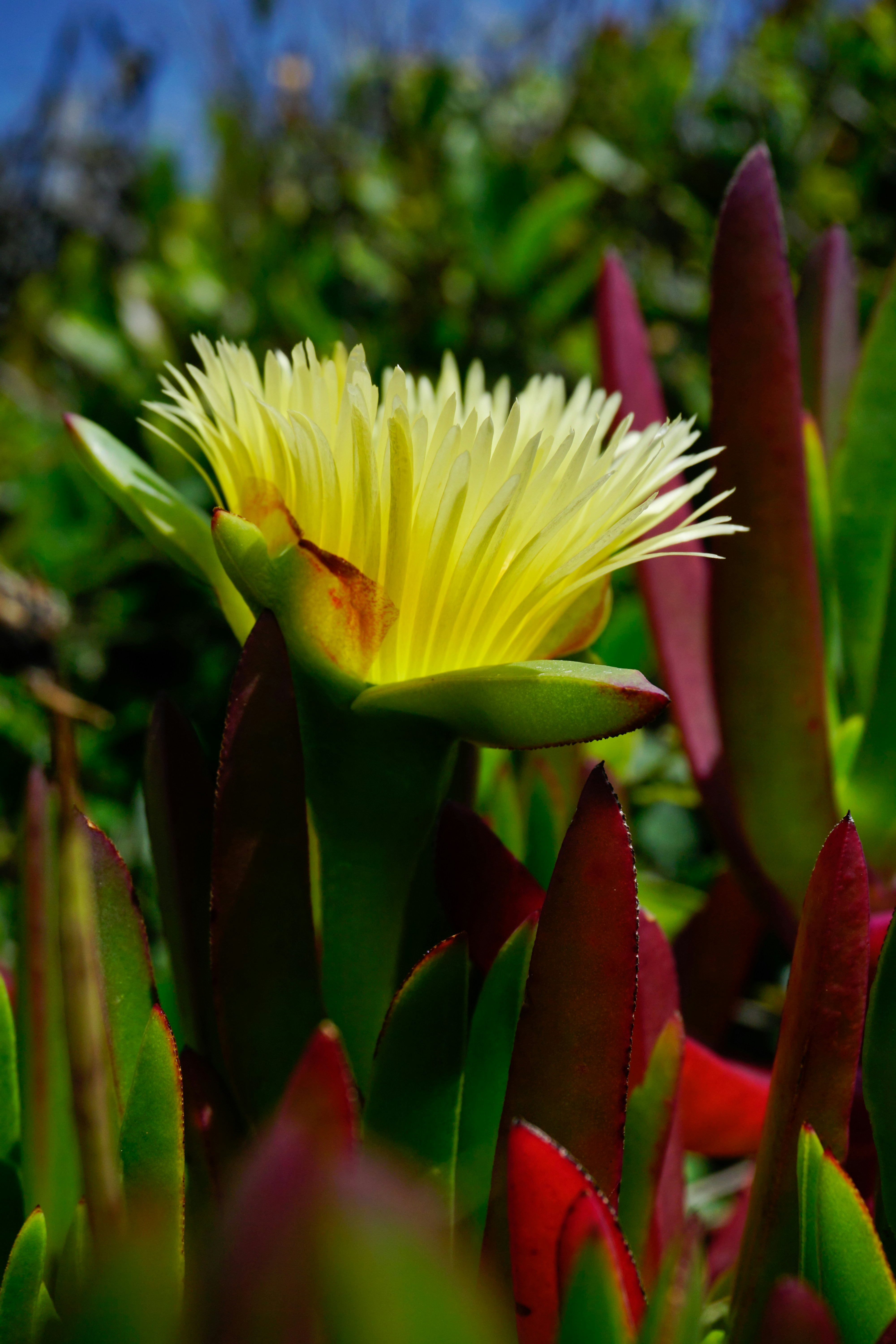 Sunlit Yellow Bloom Rising Through Crimson Foliage