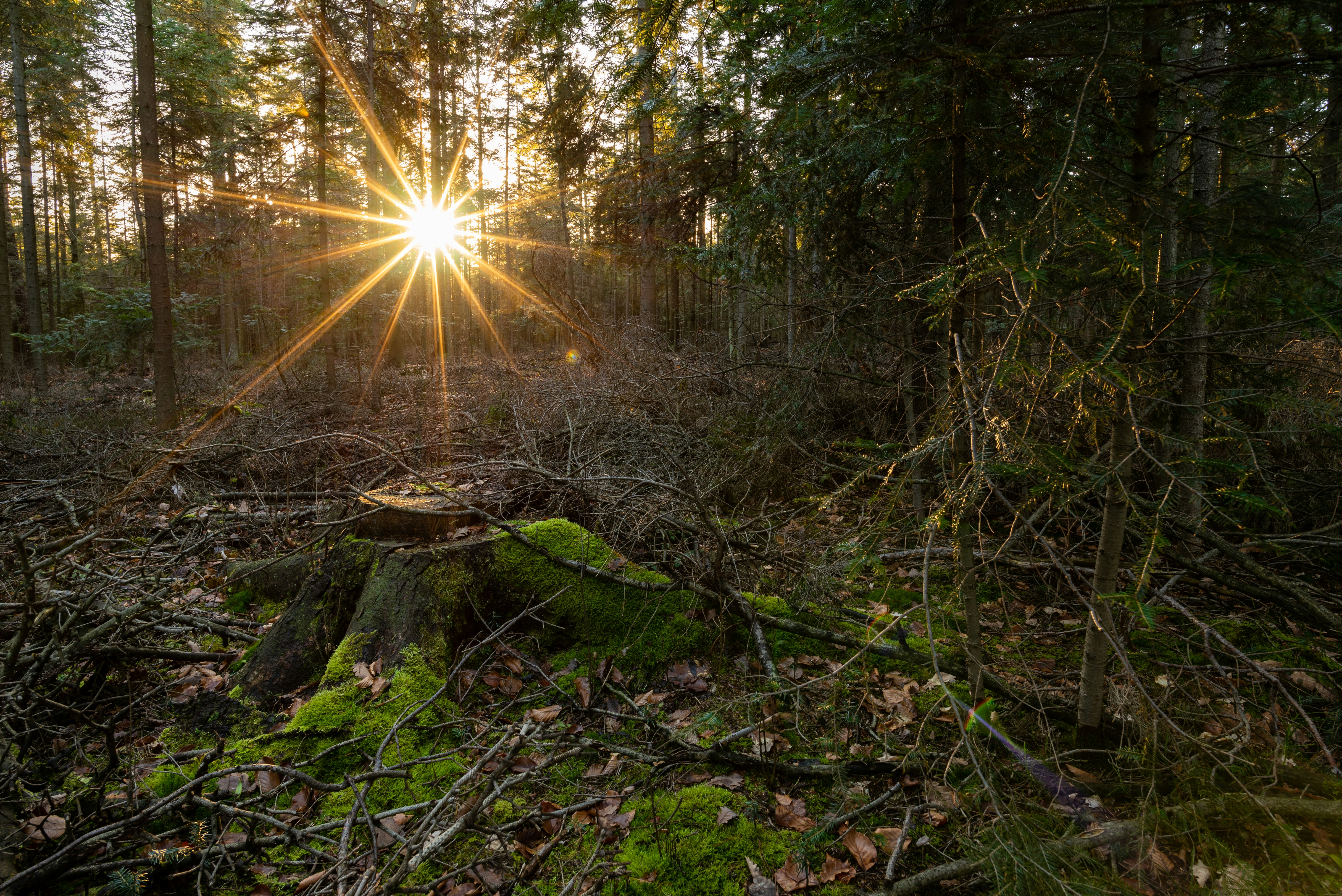 A forest with fallen trees photo – Free Greens Image on Unsplash