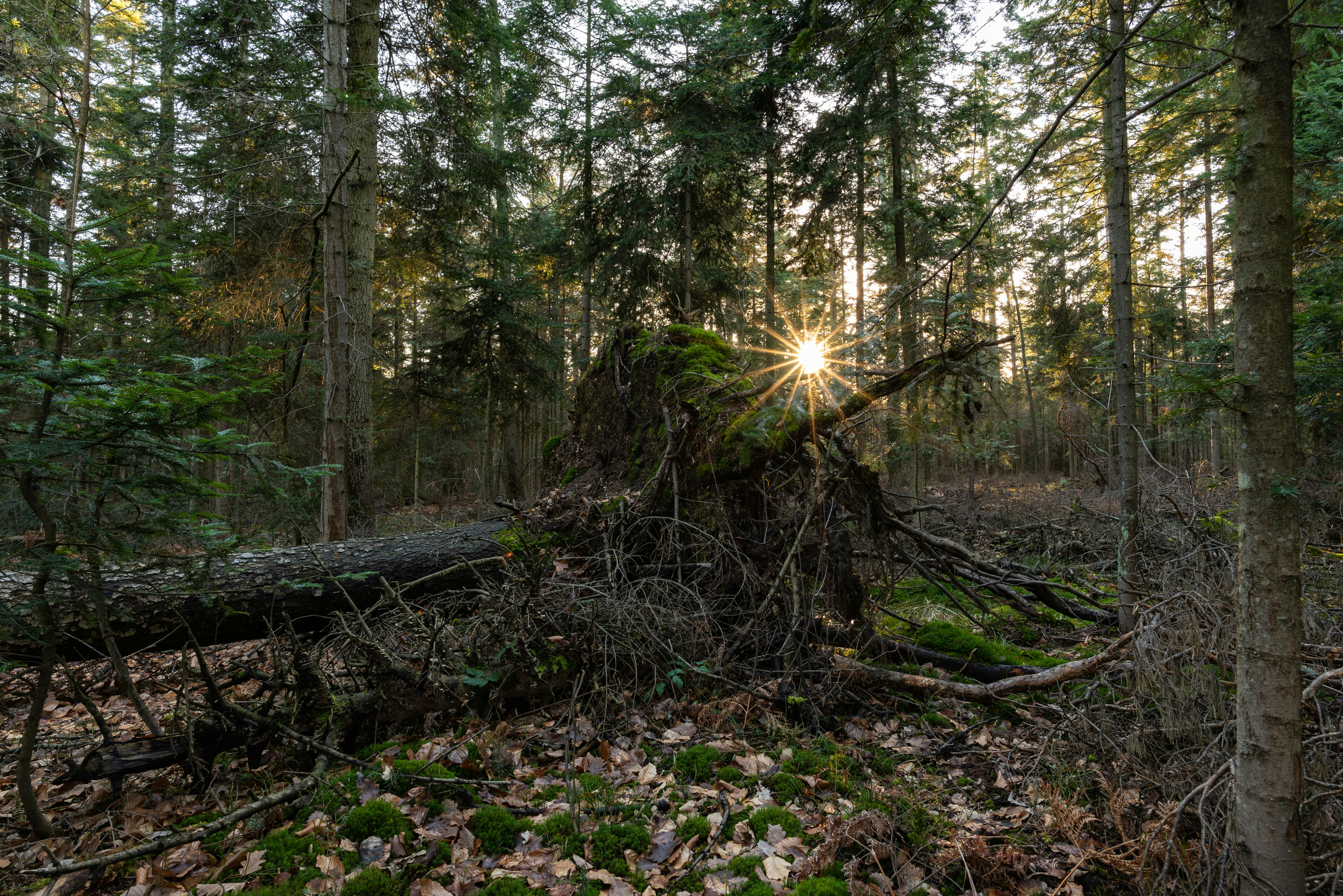 A forest with fallen trees photo – Free Nature Image on Unsplash