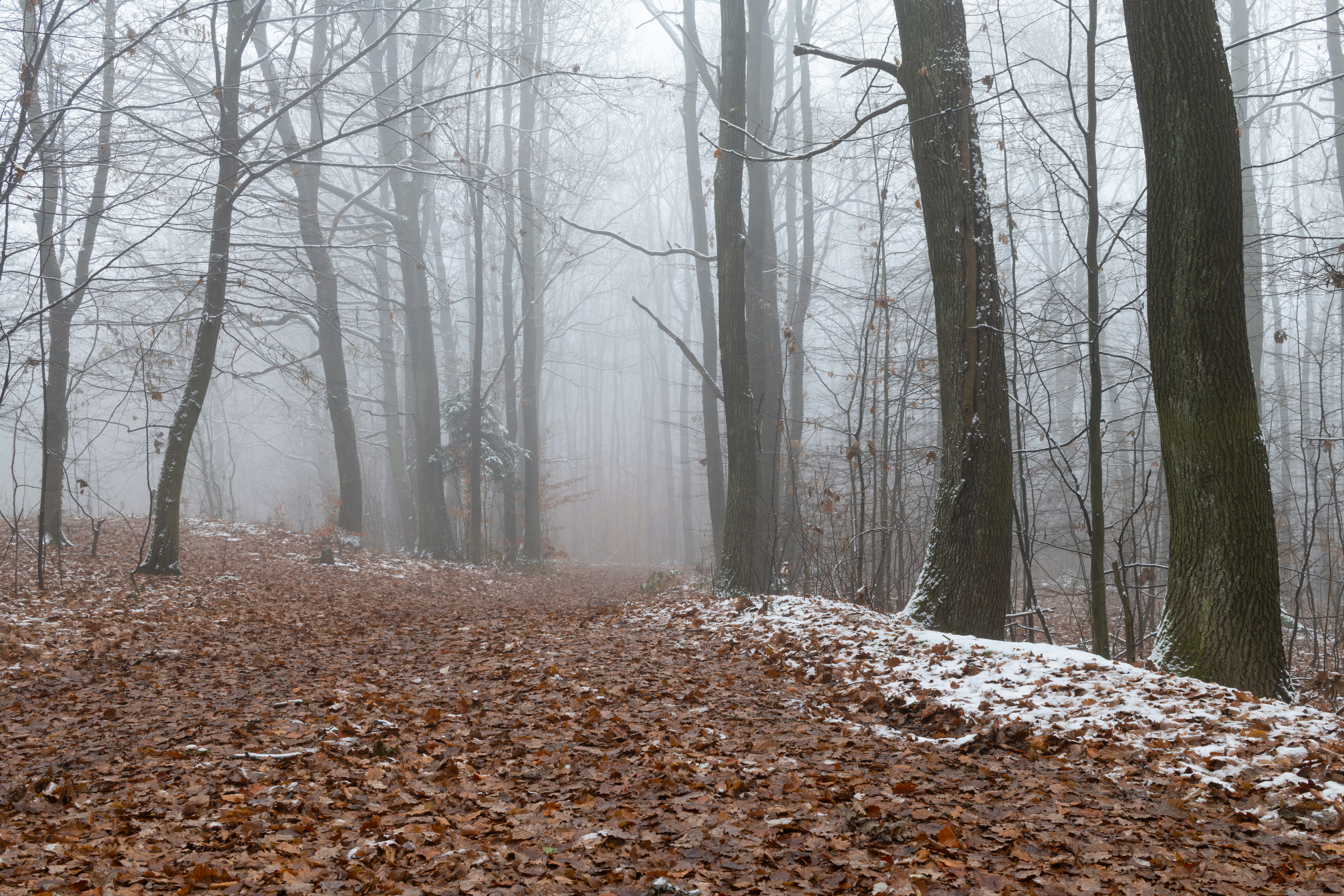 The first snow in the forest. Misty morning in an oak forest. Świętokrzyskie Poland.