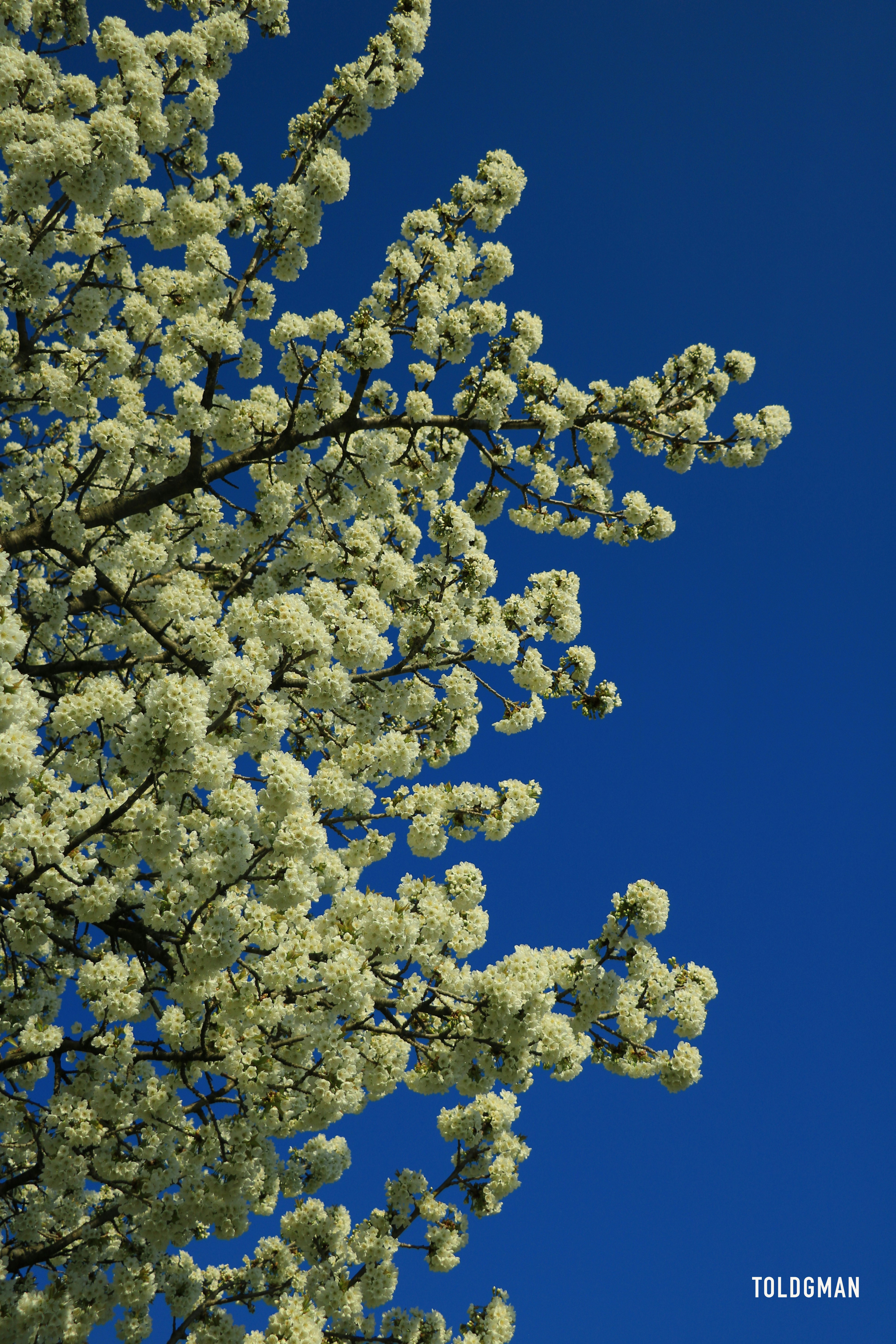 White bloom canopy against a cobalt sky
