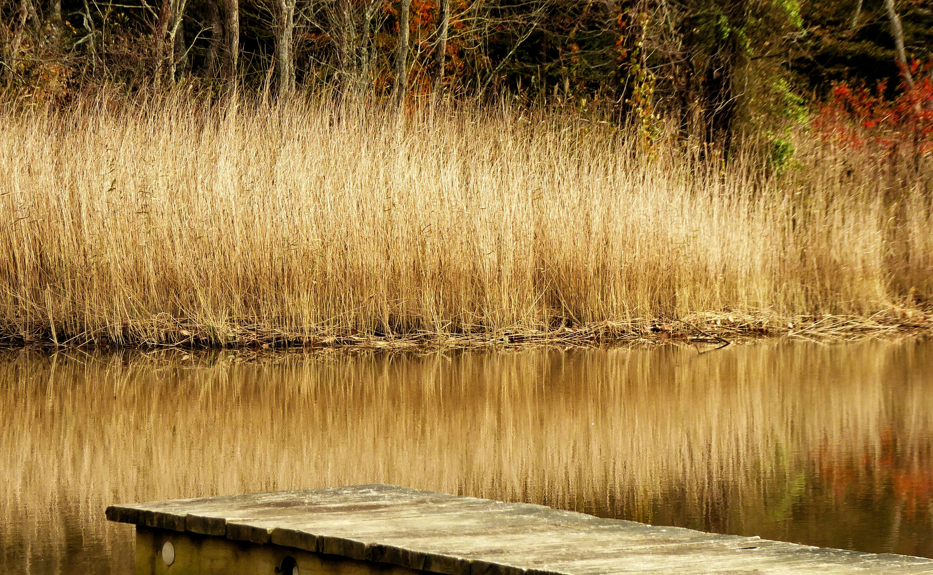 A wooden dock stretches into a calm lake with tall golden reeds along the shore, their reflection mirrored on the water.