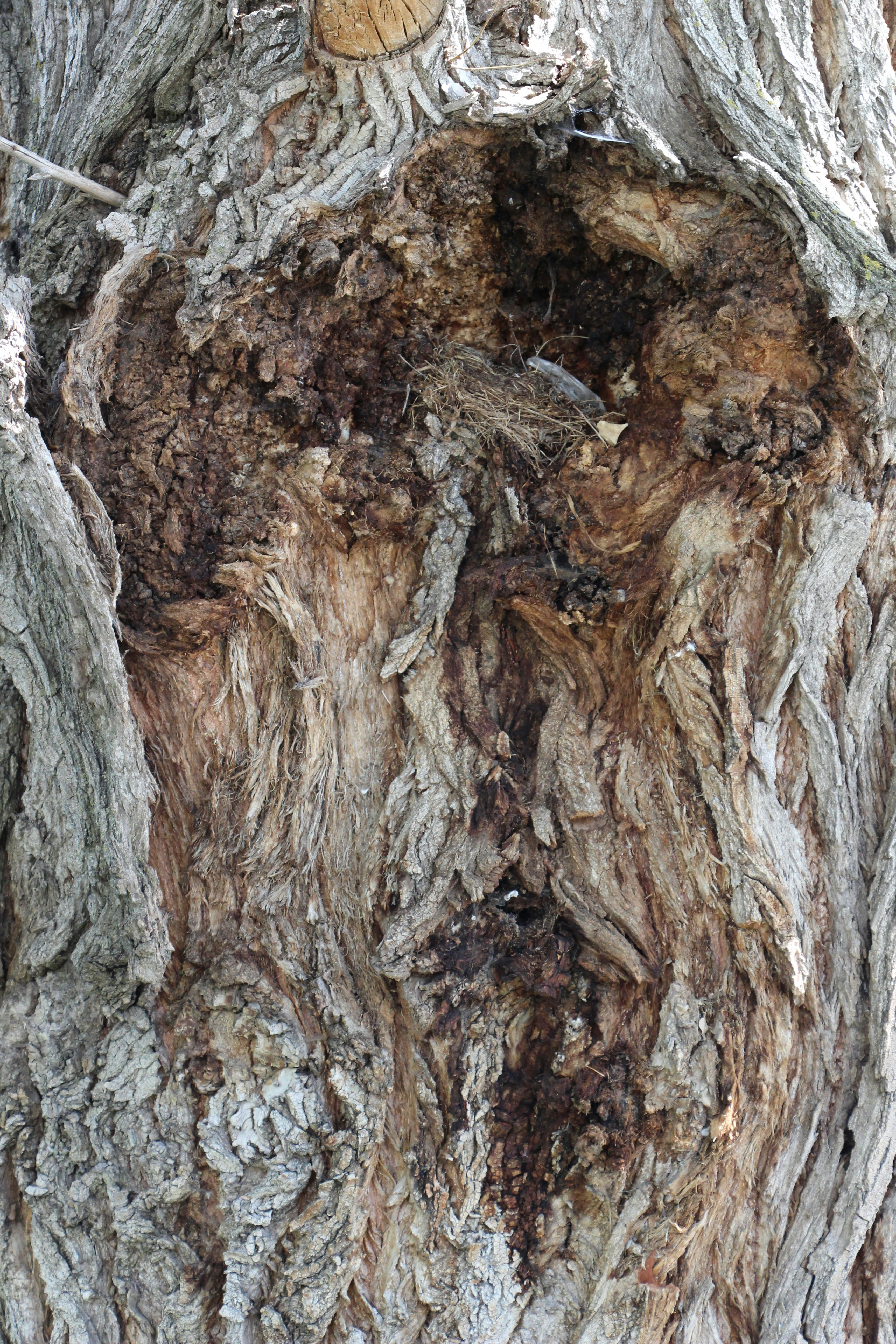 Photo by D Sarver with Canon EOS 100D