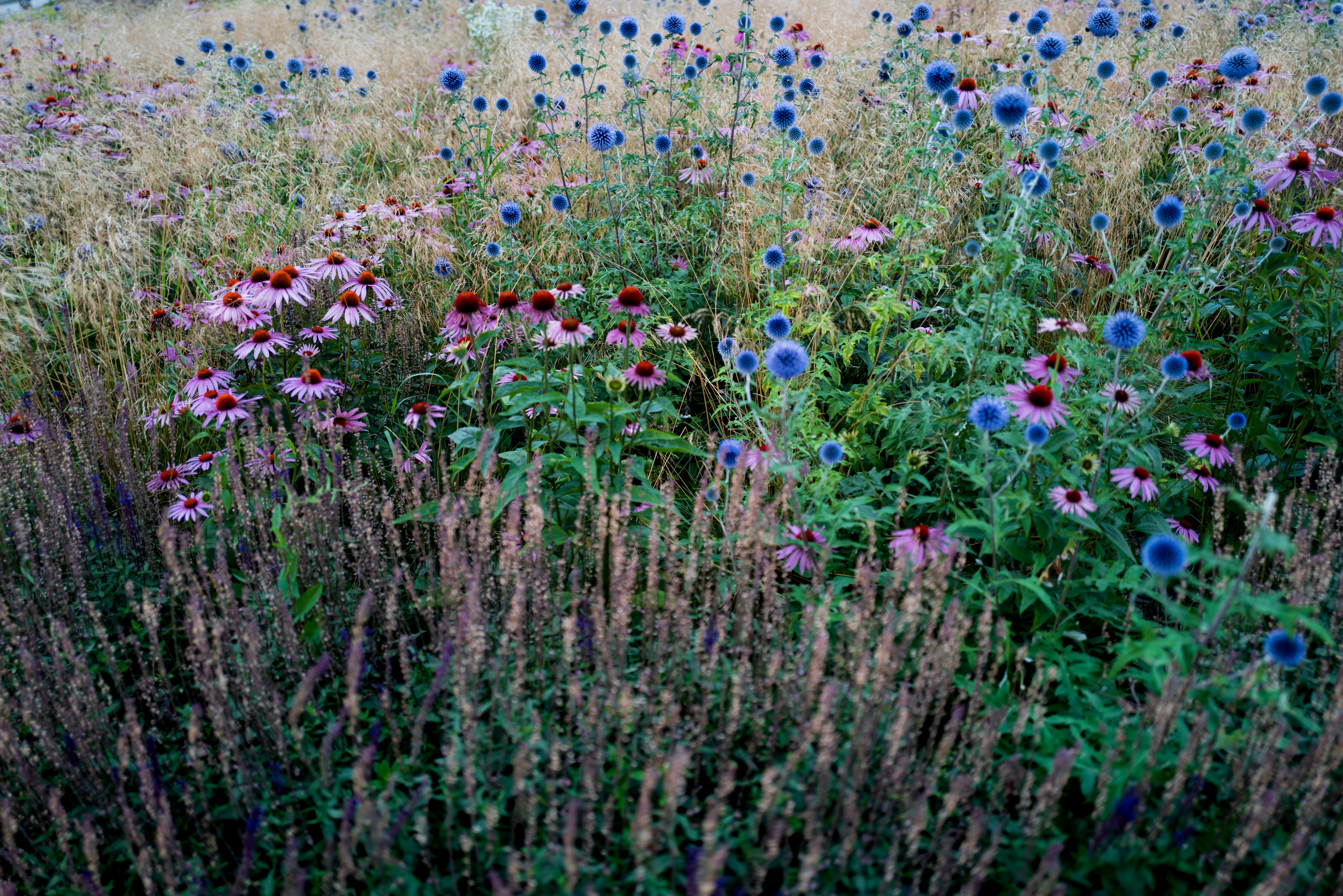 a field of purple flowers