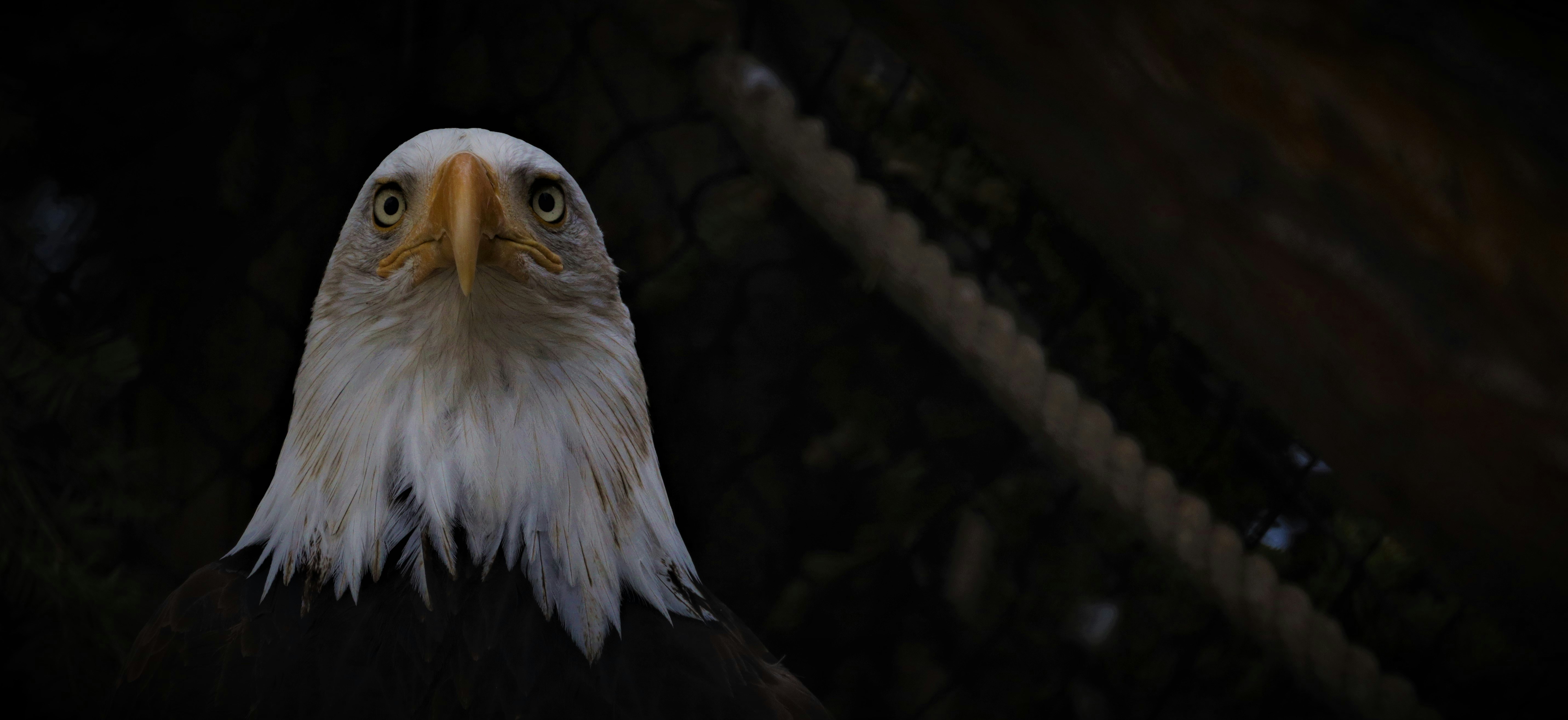Majesty in Stillness: The Eagle's Gaze
