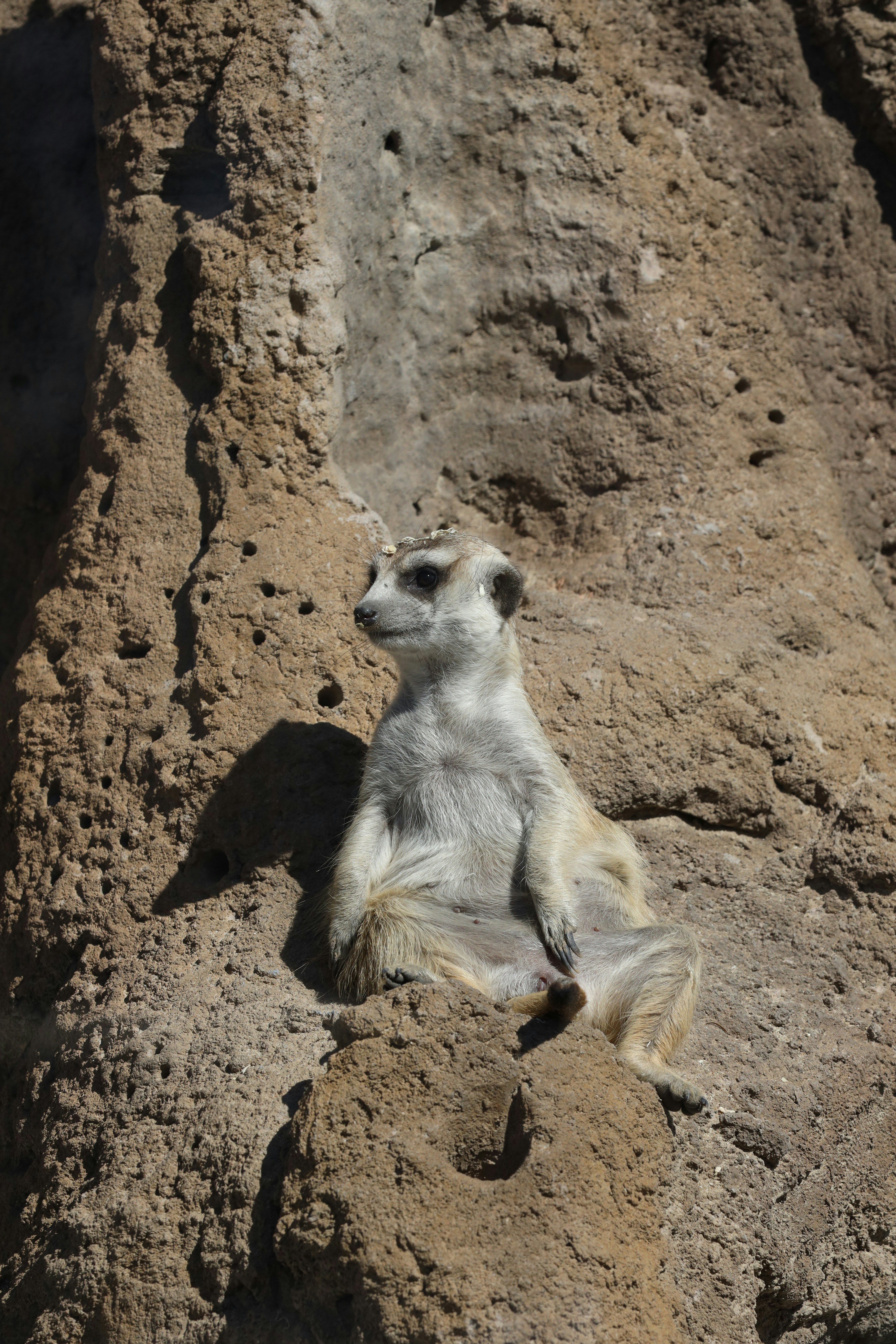 a white animal sitting on a rock