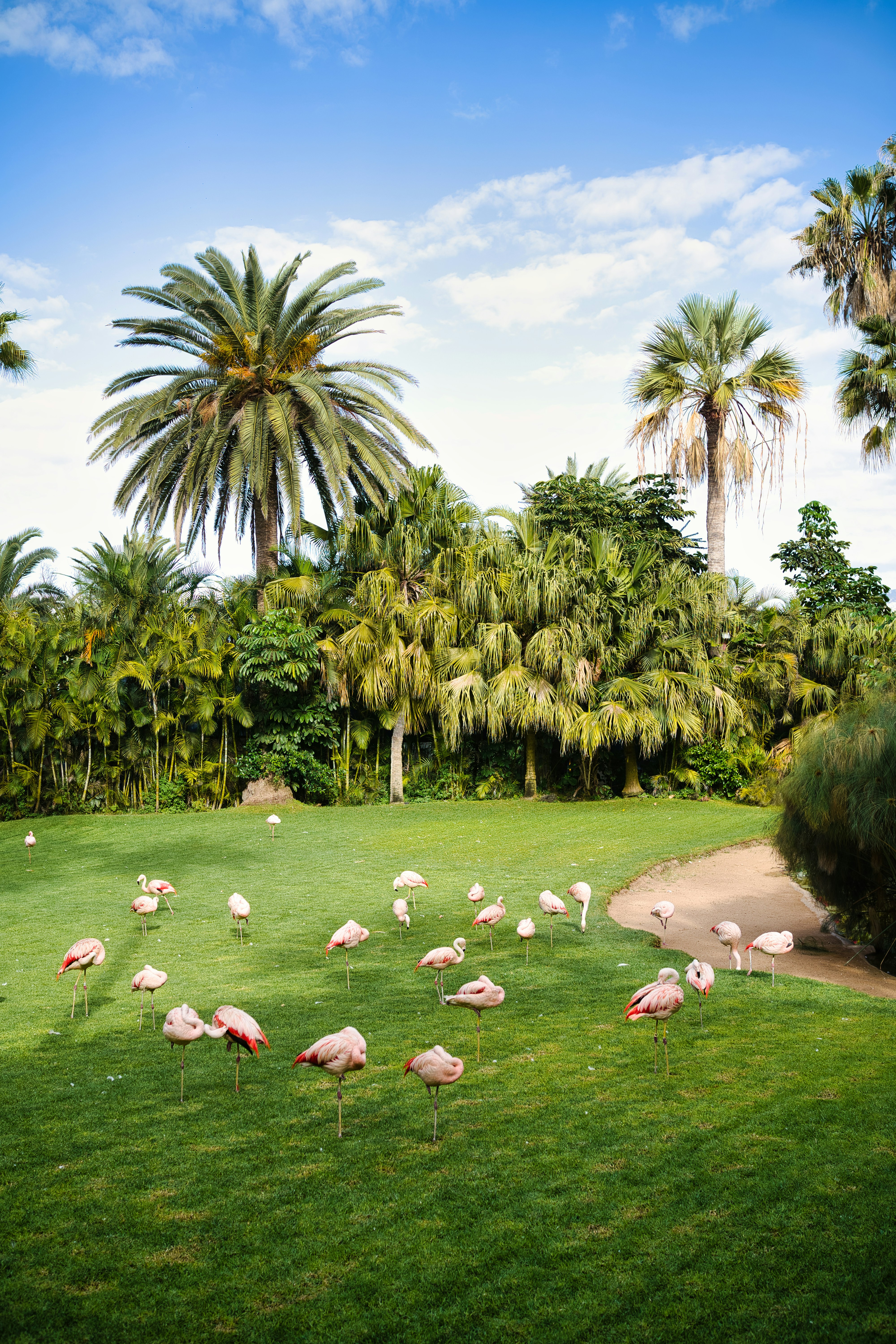 a group of flamingos in a grassy area with trees in the background