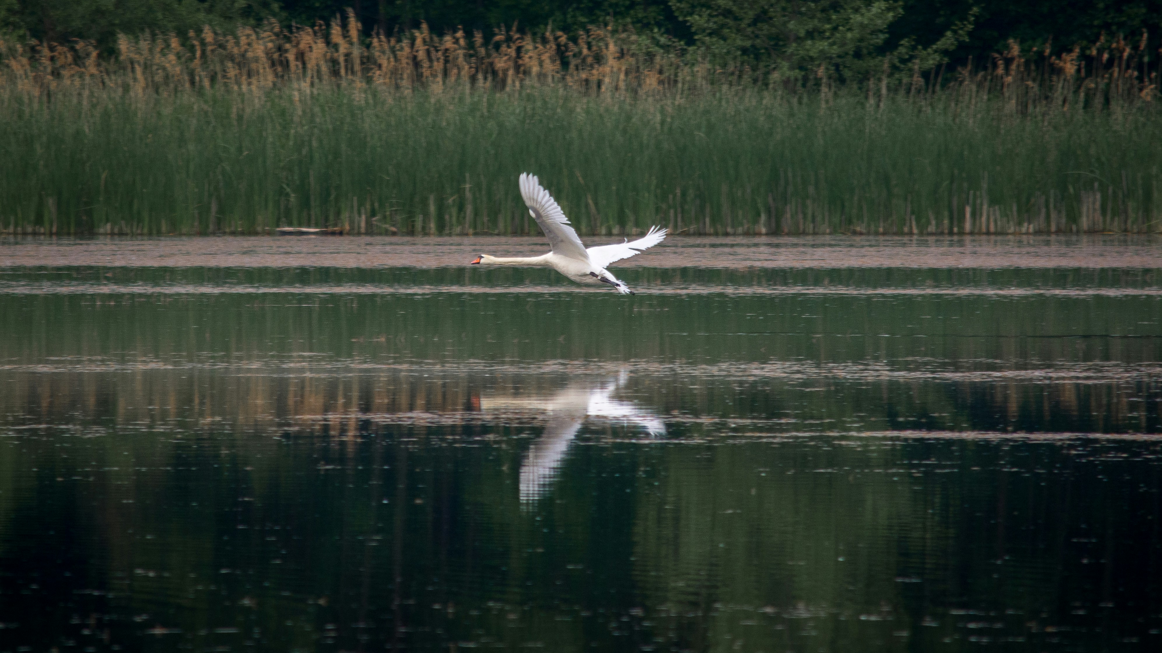 A bird flying over water photo – Free Grey Image on Unsplash