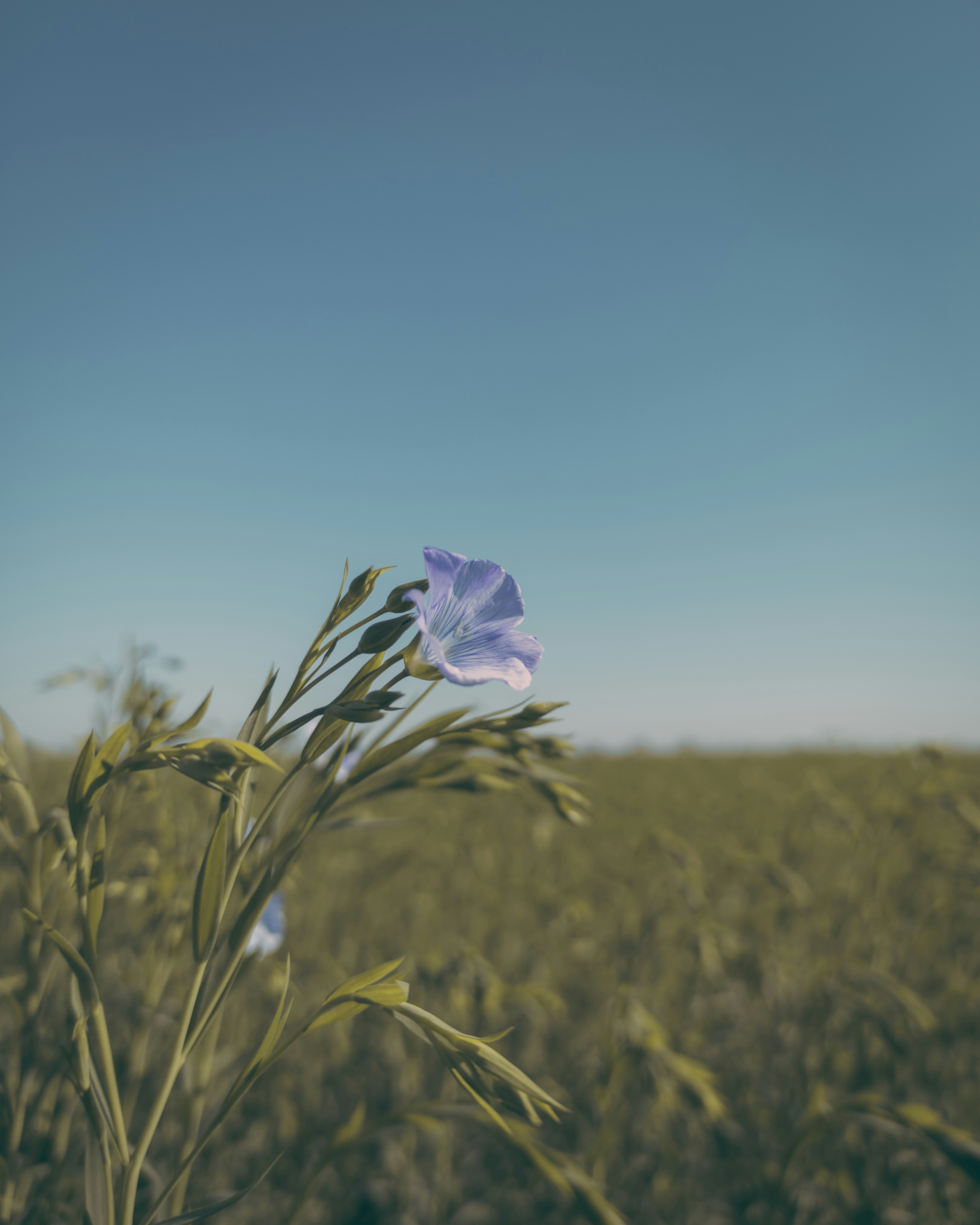 Lavender Bloom Against an Endless Prairie