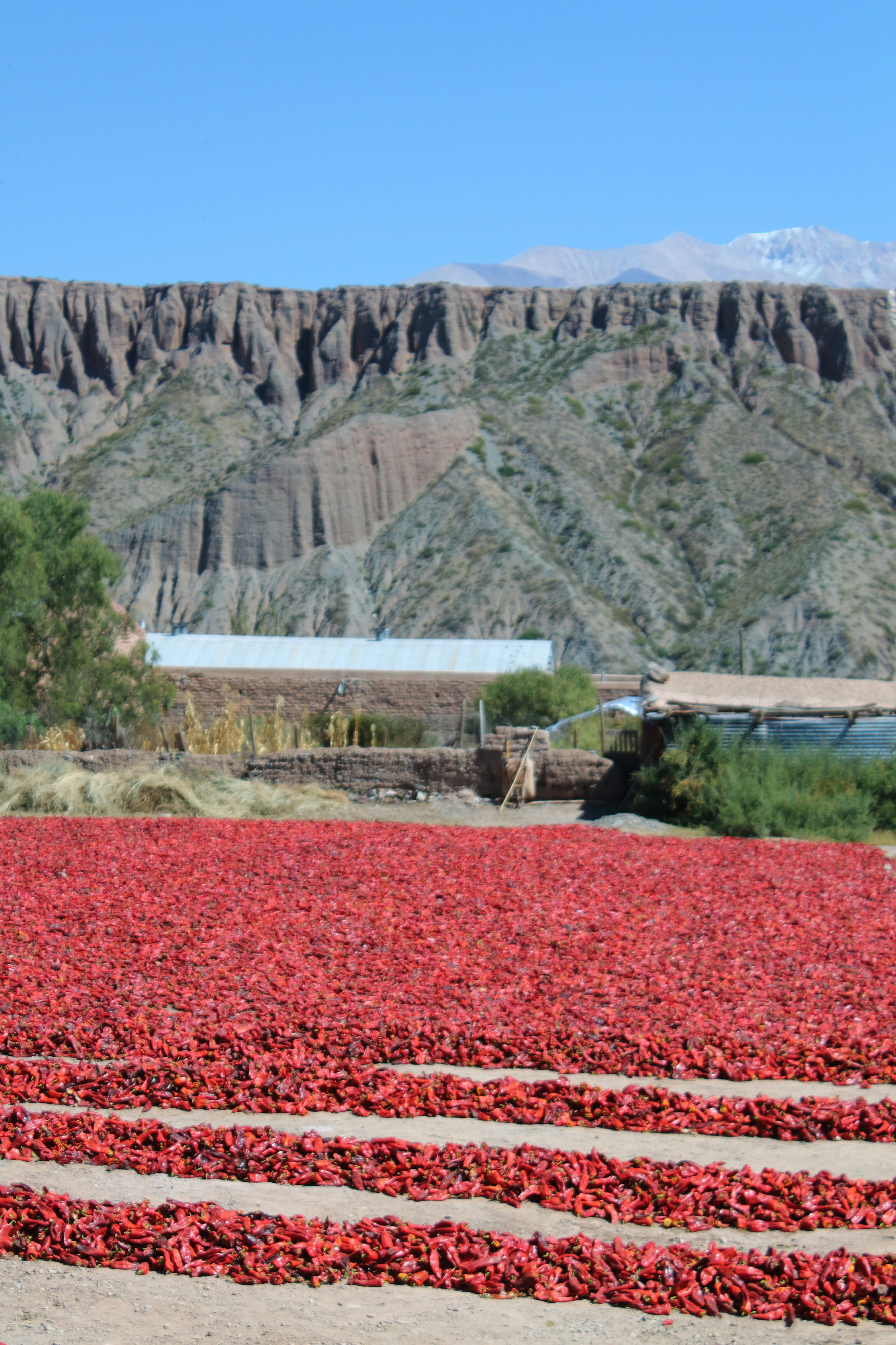 Crimson Rows Across a Mountain-Framed Field