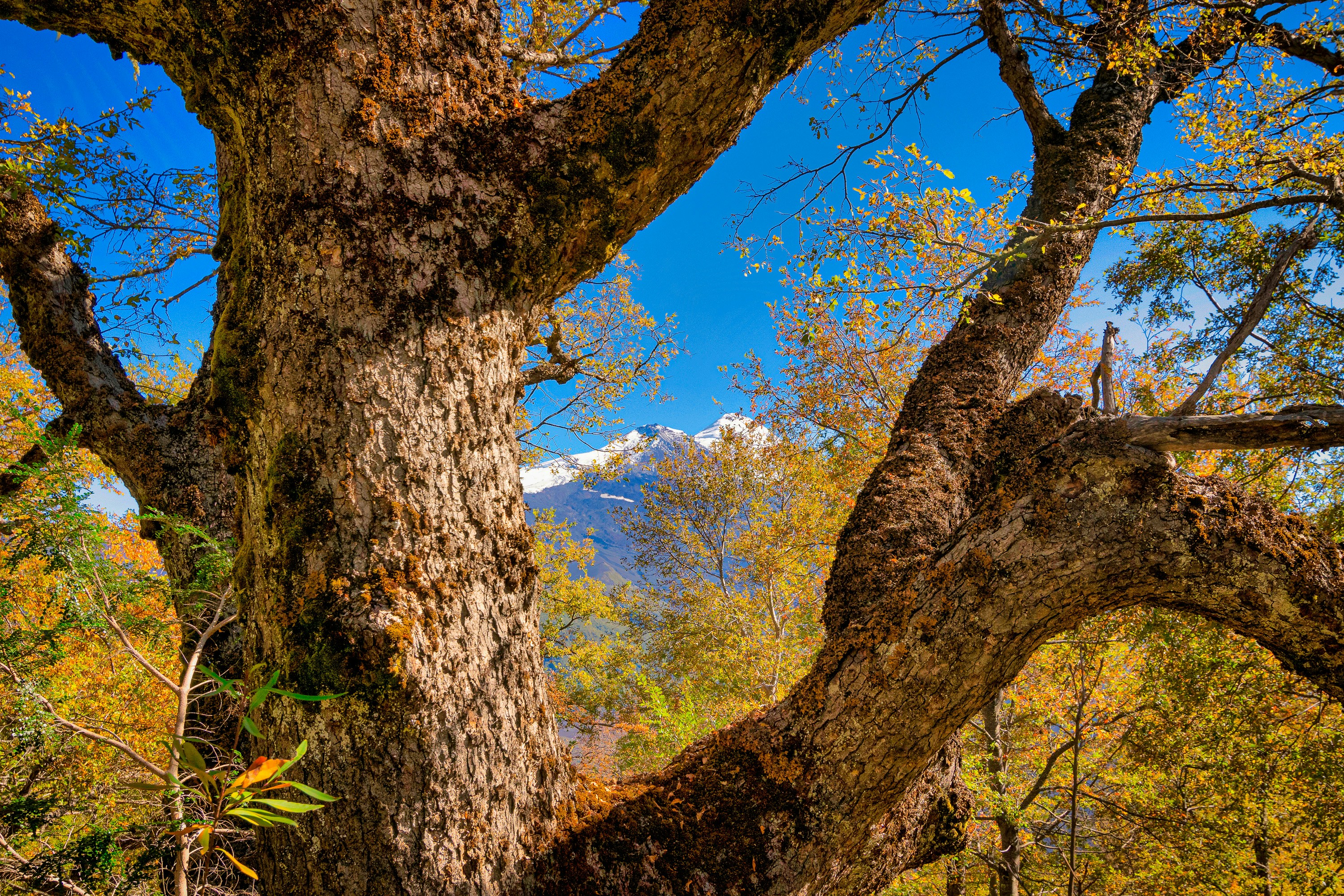 A large tree with many branches photo – Free Tree trunk Image on Unsplash