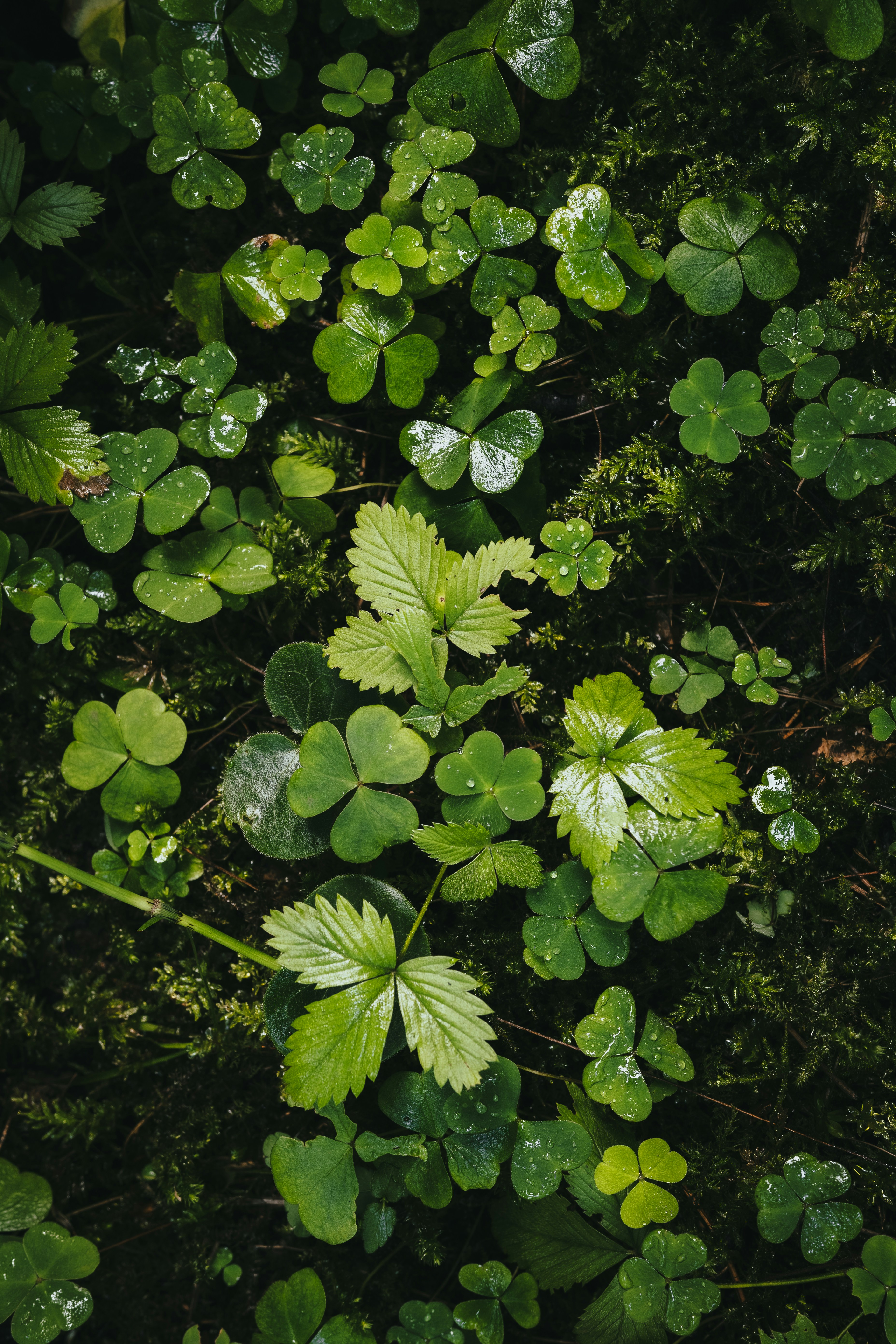 A group of green leaves photo – Free Latvia Image on Unsplash