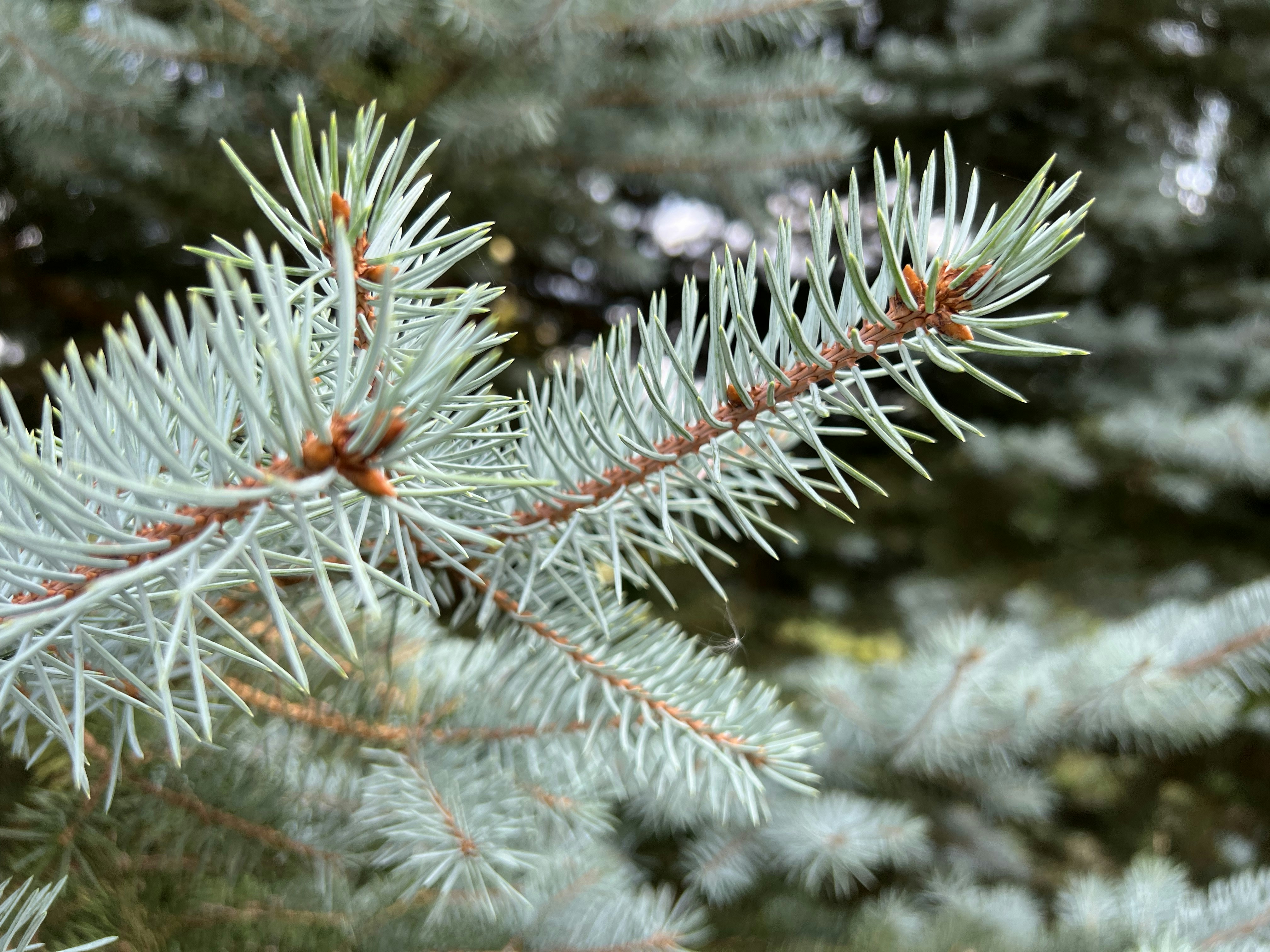 A close up of a pine tree photo – Free Uk Image on Unsplash