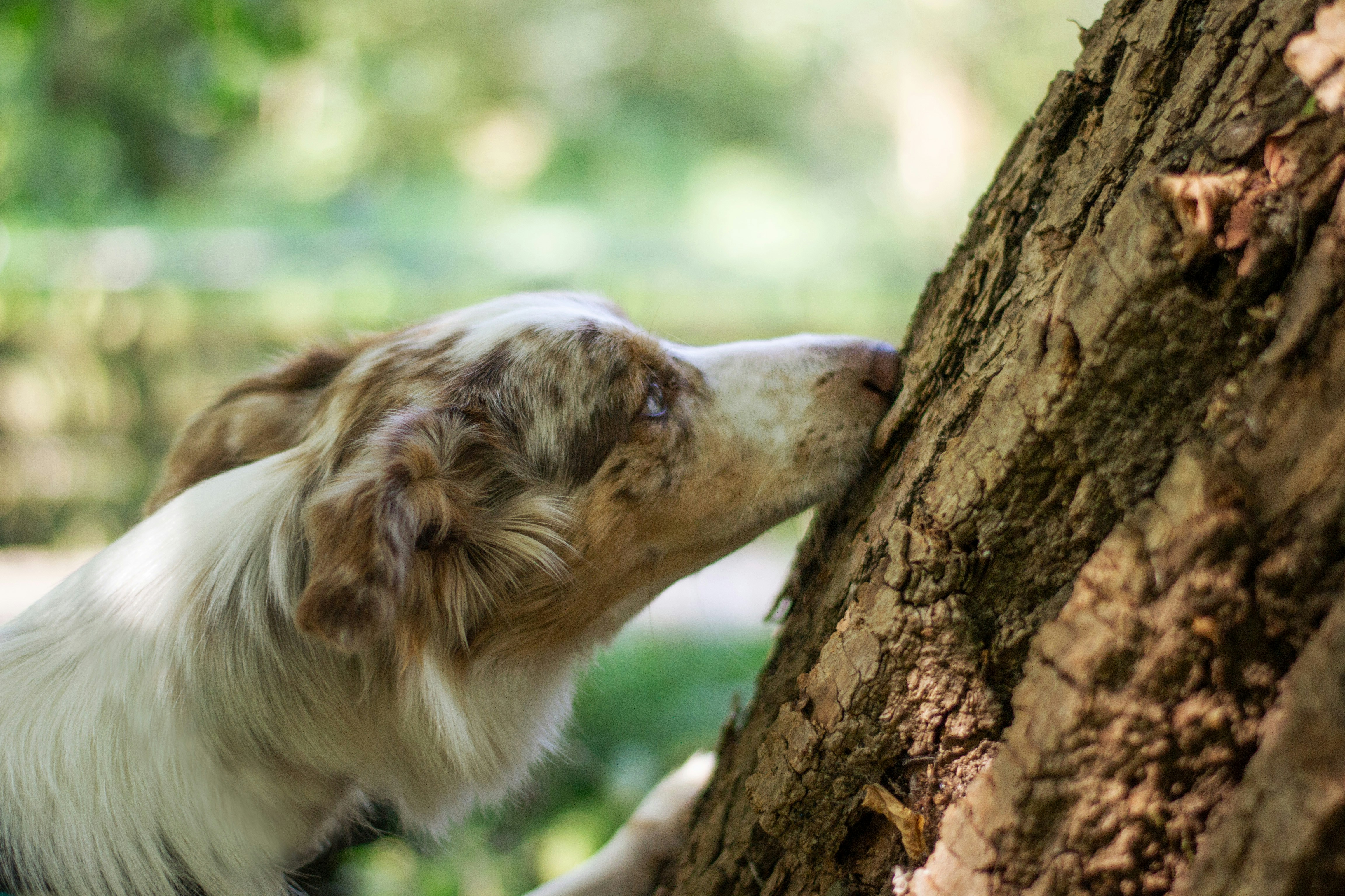 Foto Un perro mirando un árbol – Imagen Perro gratis en Unsplash