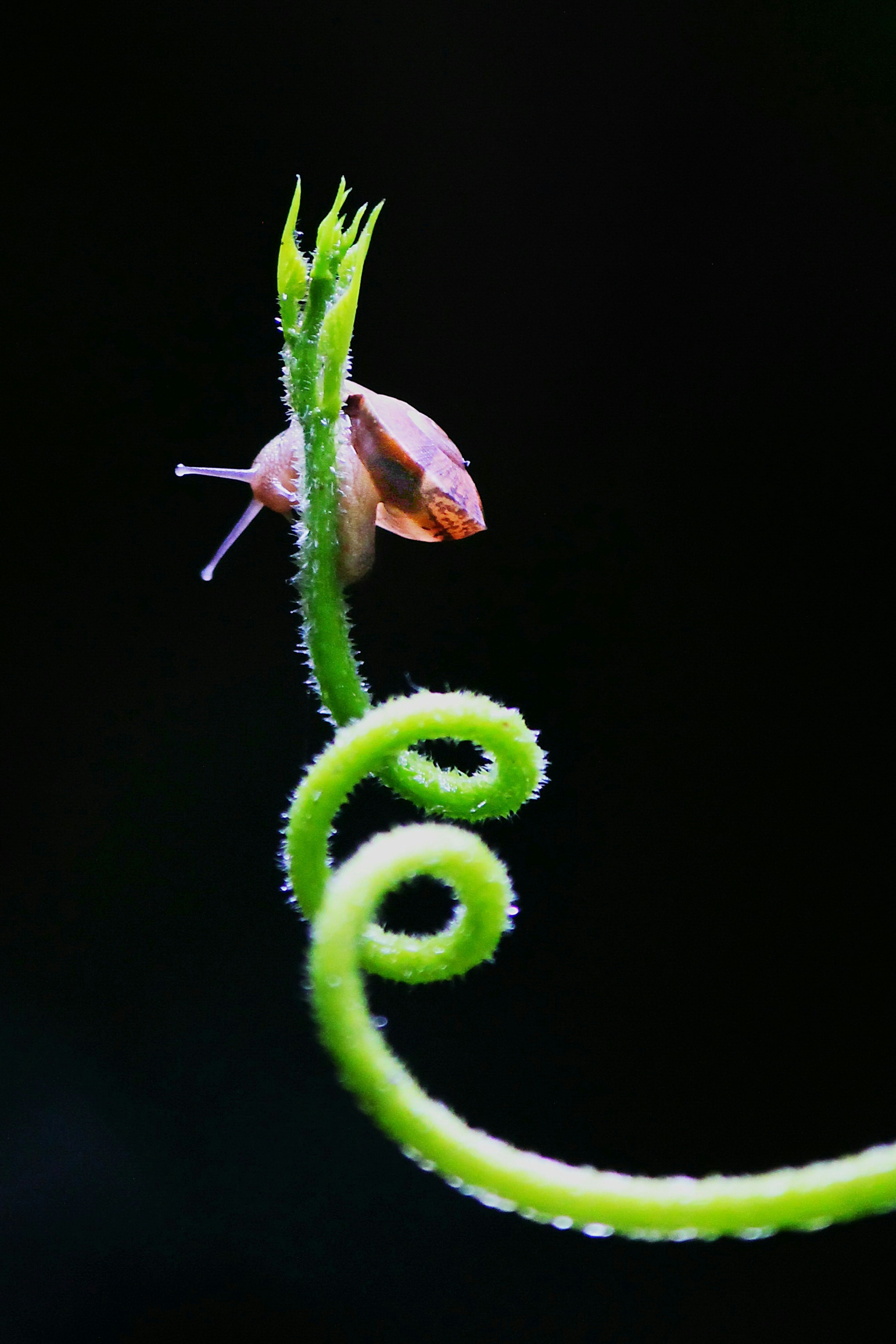 Tiny Snail on a Neon Spiral: a Macro Portrait in Black