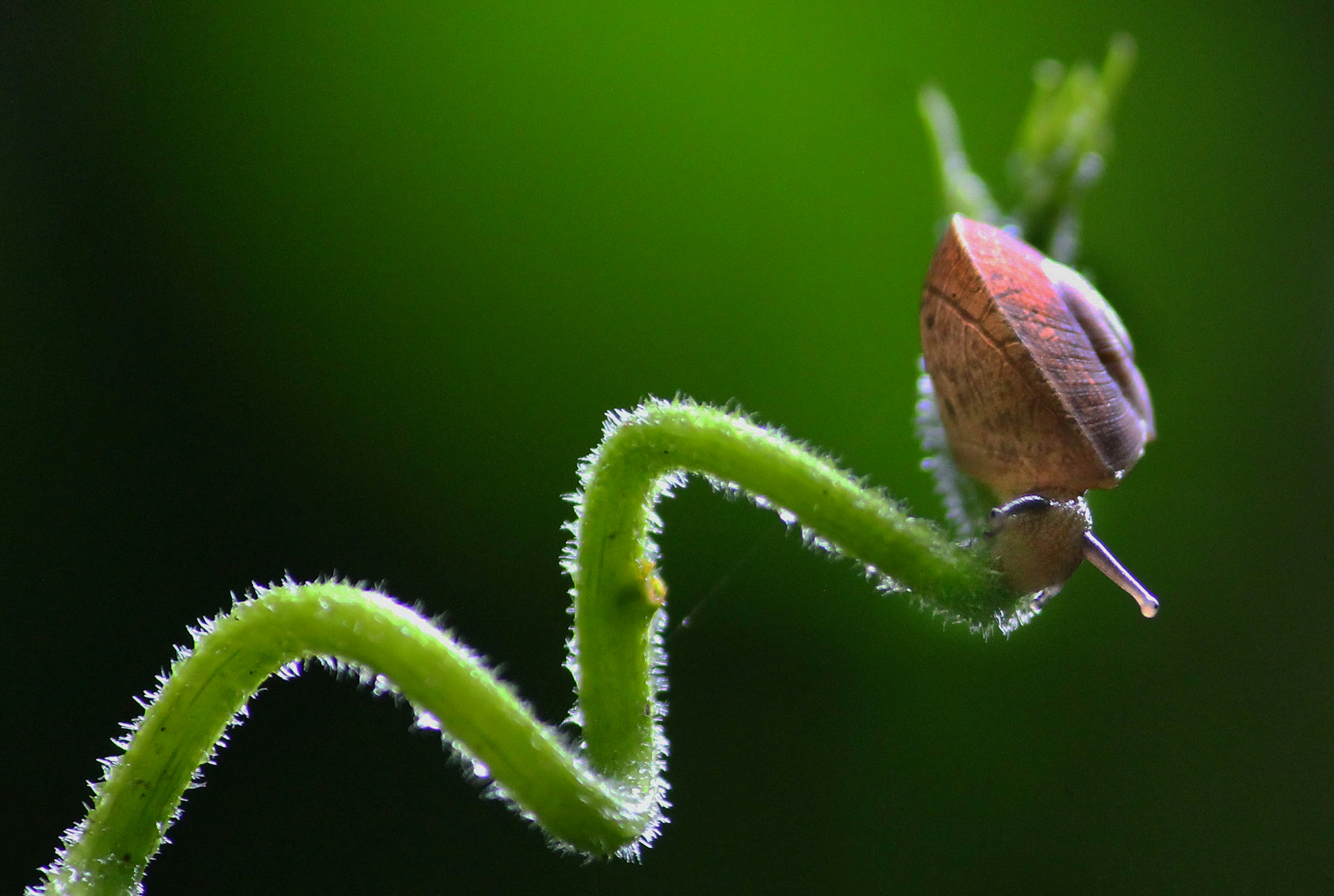 Emerald Spiral: A Tiny Snail on a Hairy Tendril