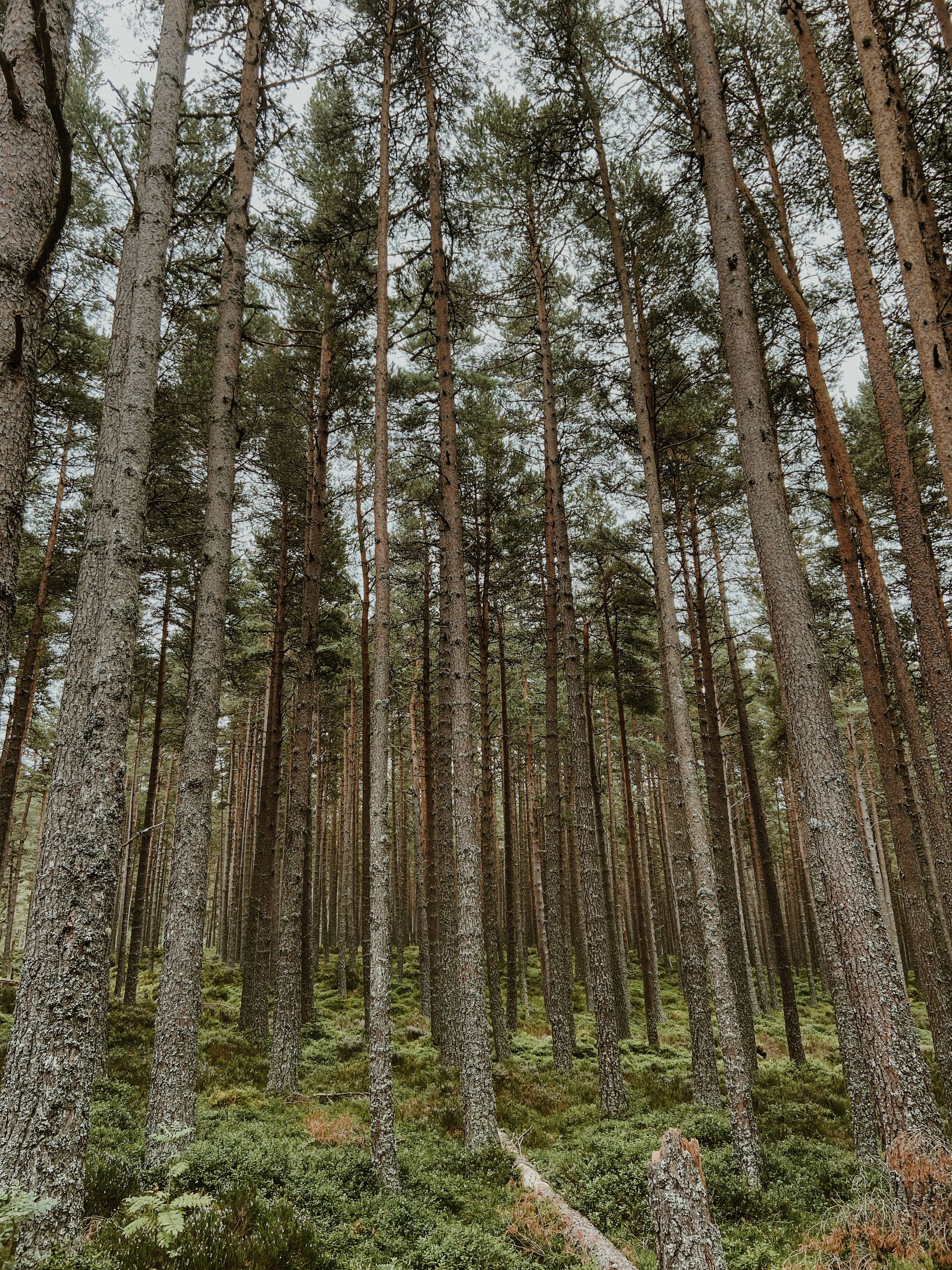 A forest of tall trees photo – Free Cairngorms Image on Unsplash