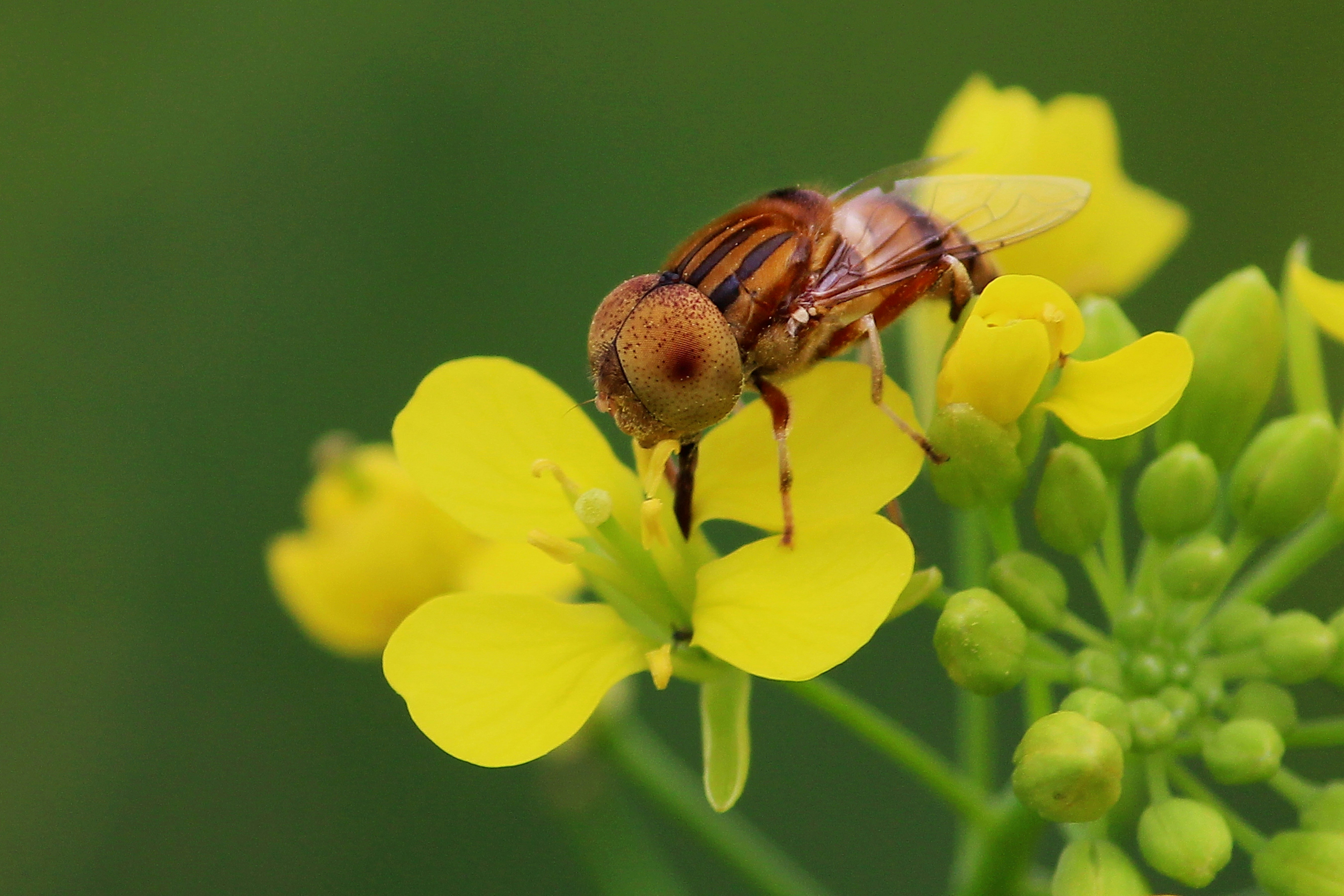 Hoverfly on Yellow Canola Blossoms: Nectar, Light, and Detail