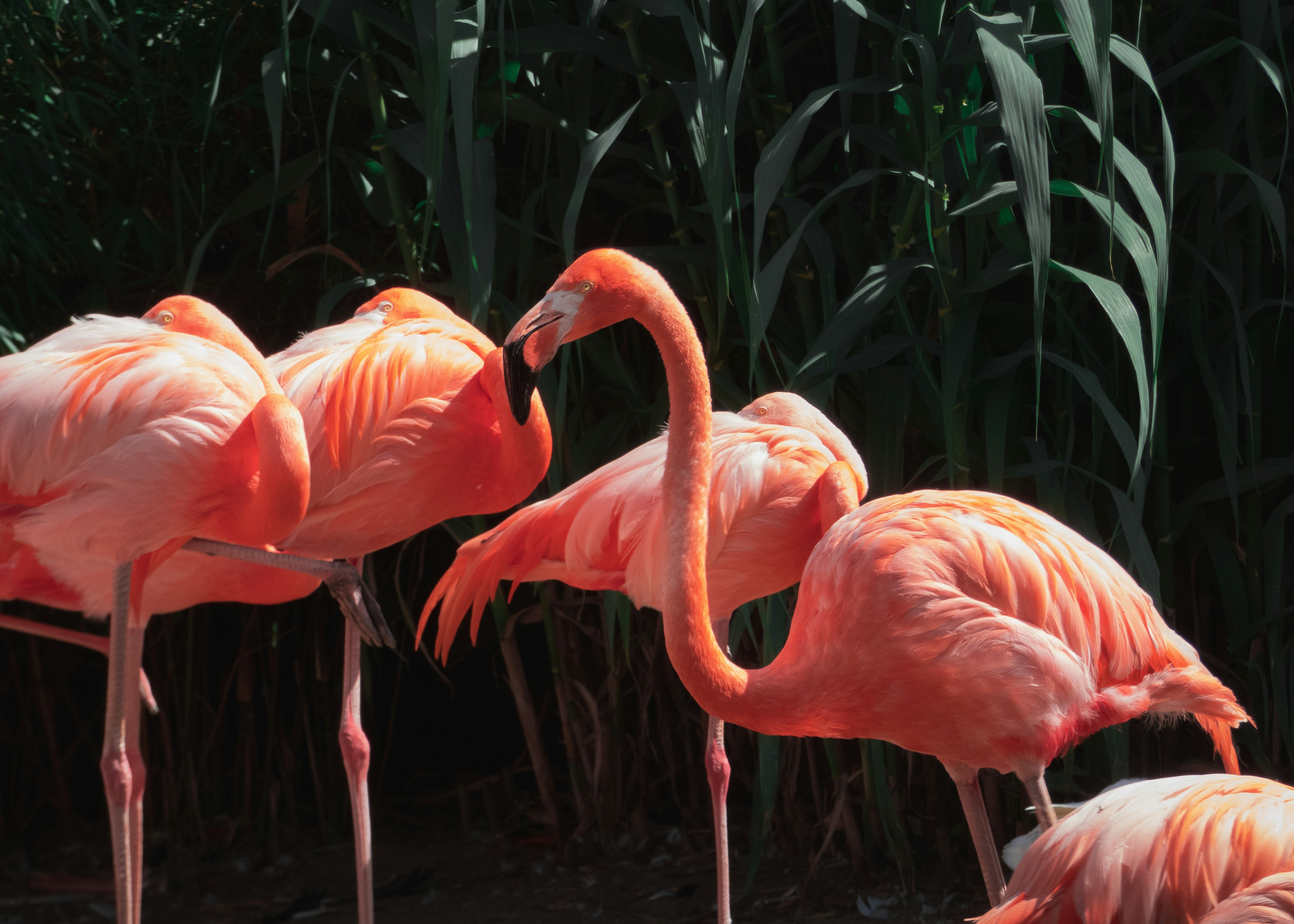 A group of flamingos photo – Free Animal Image on Unsplash