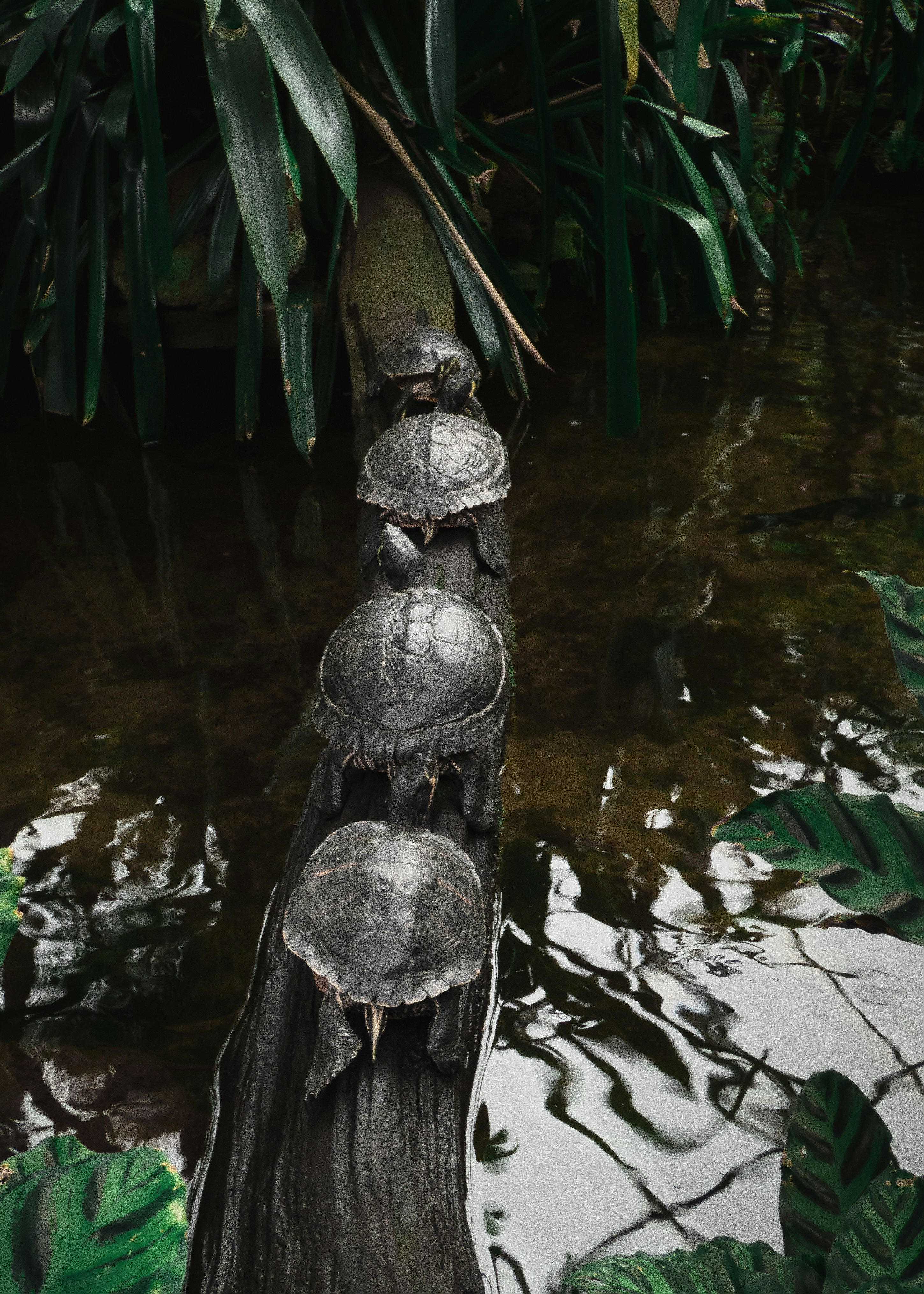 Four turtles basking in a line on a log above a calm water surface, surrounded by lush green foliage.