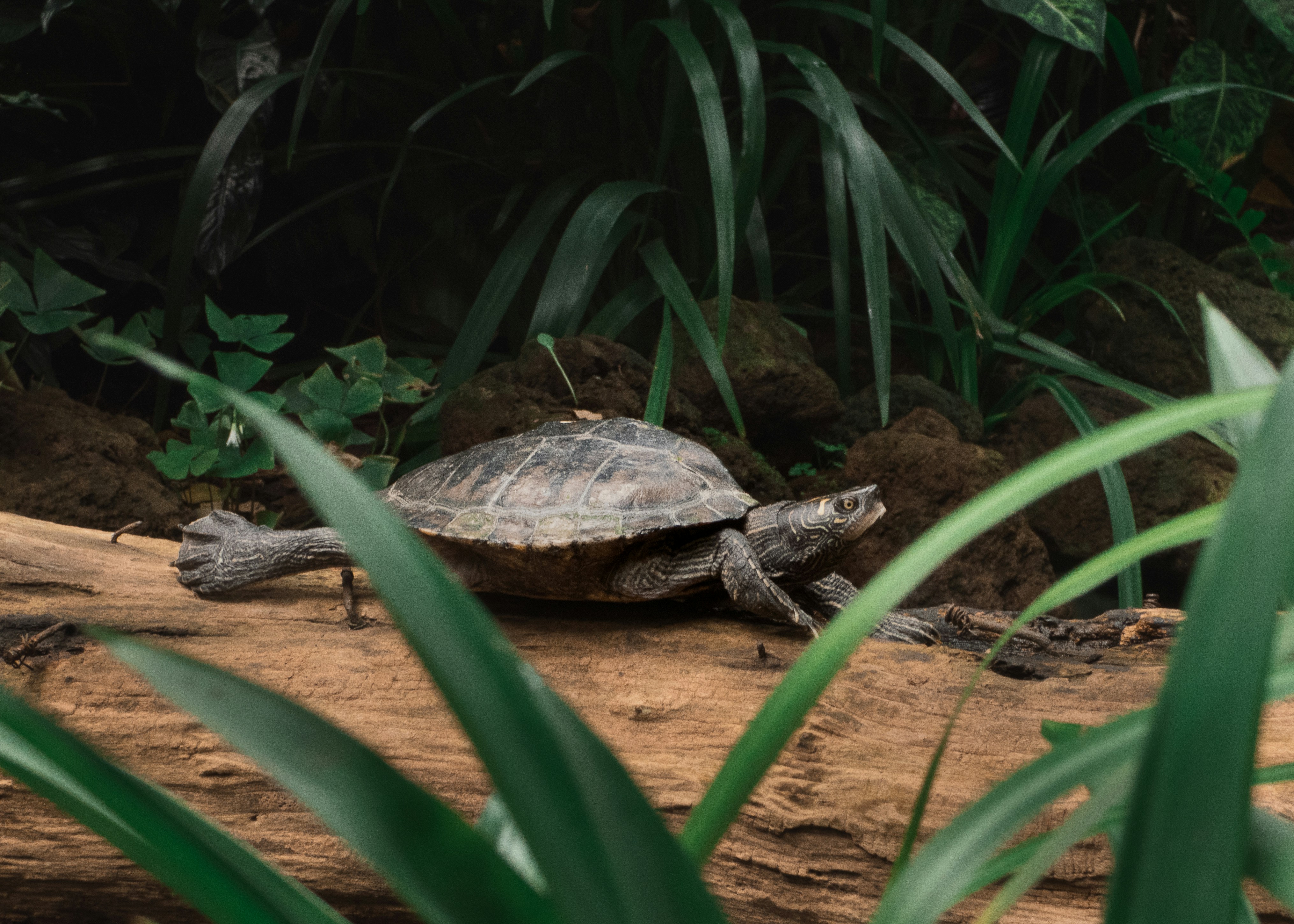 A turtle resting on a log amidst lush green foliage, showcasing its natural habitat. The scene captures the tranquility of wildlife in a verdant environment.