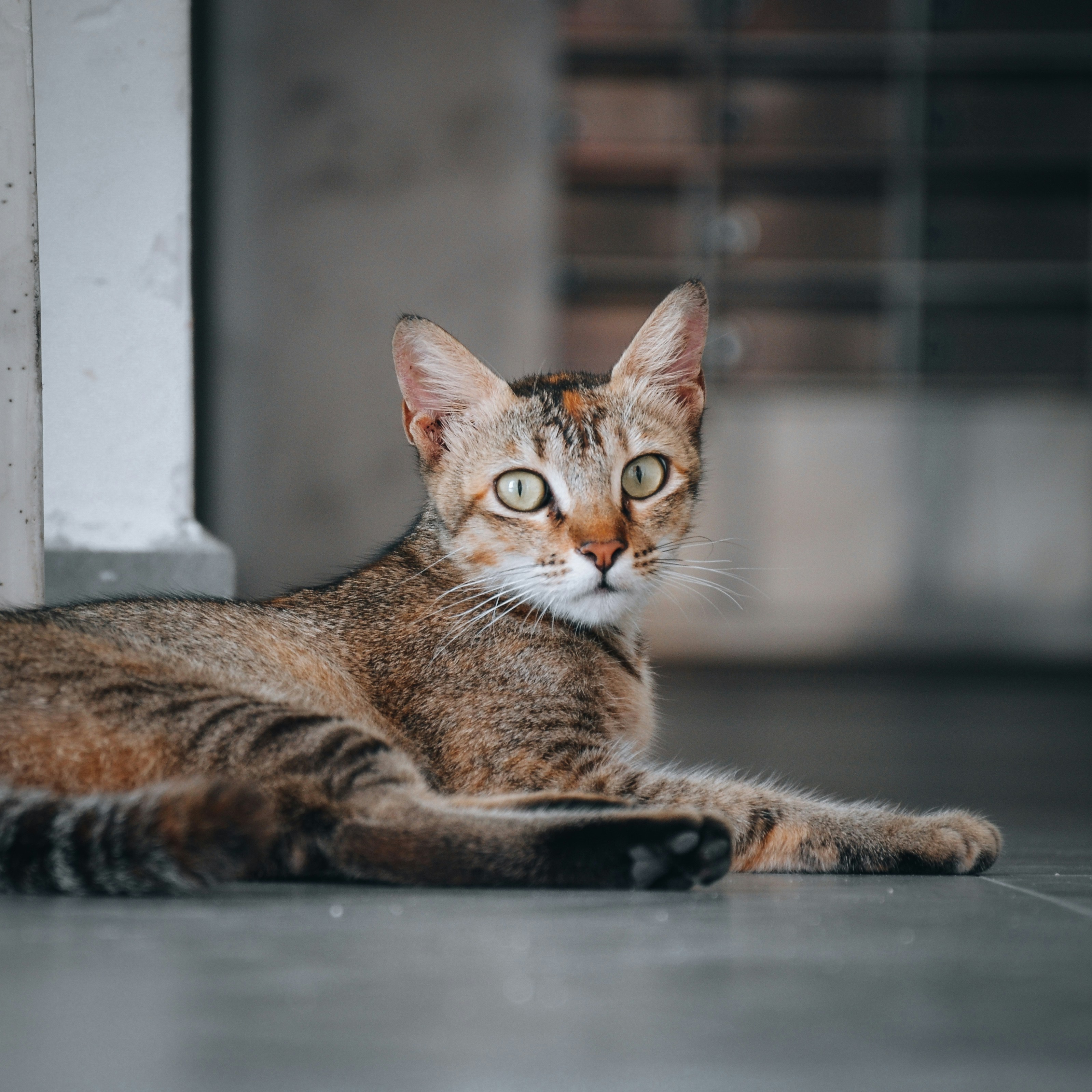 Wallpaper 4k Cat Pictures | Download Free Images on Unsplash