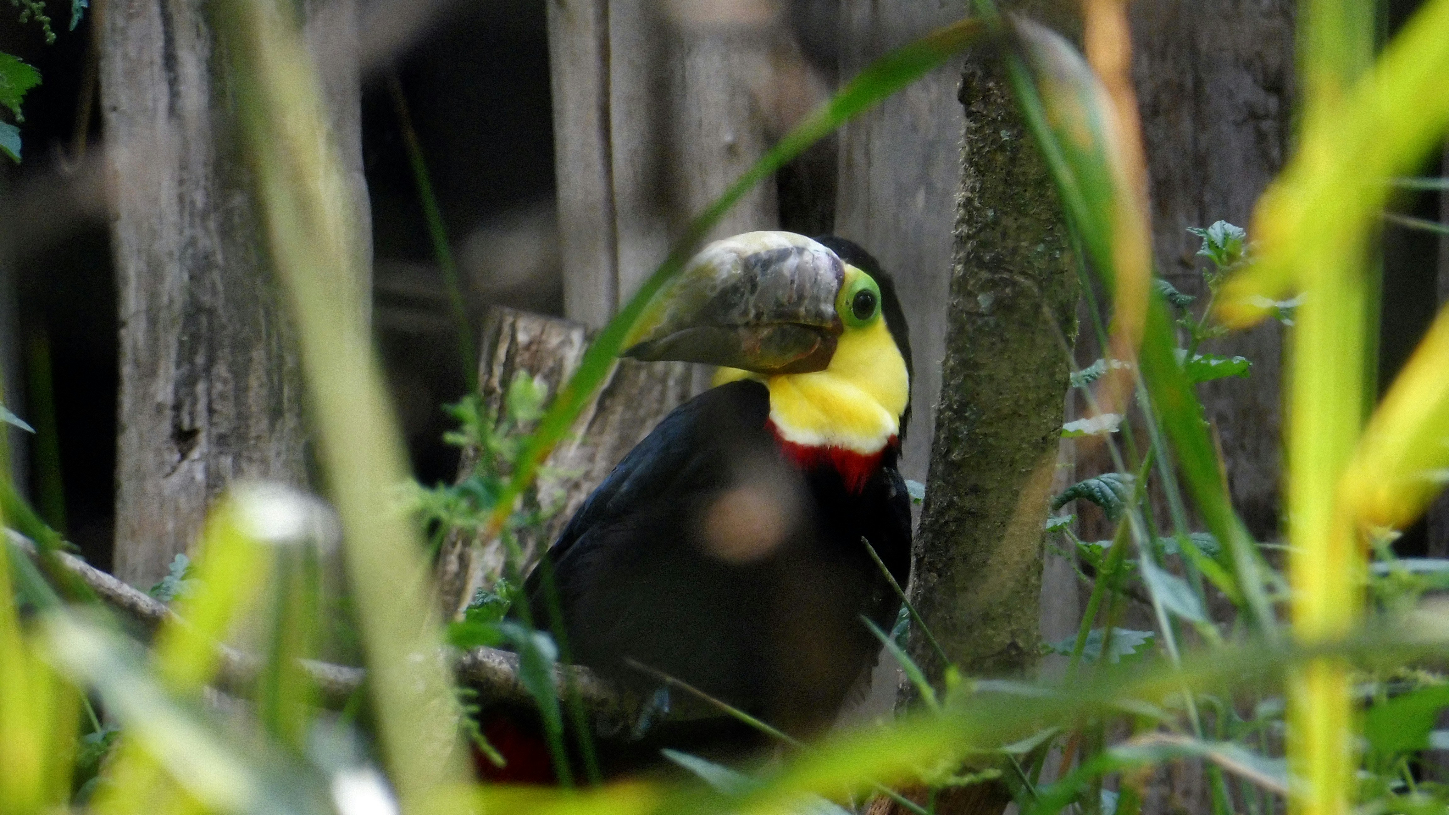 a bird in a cage