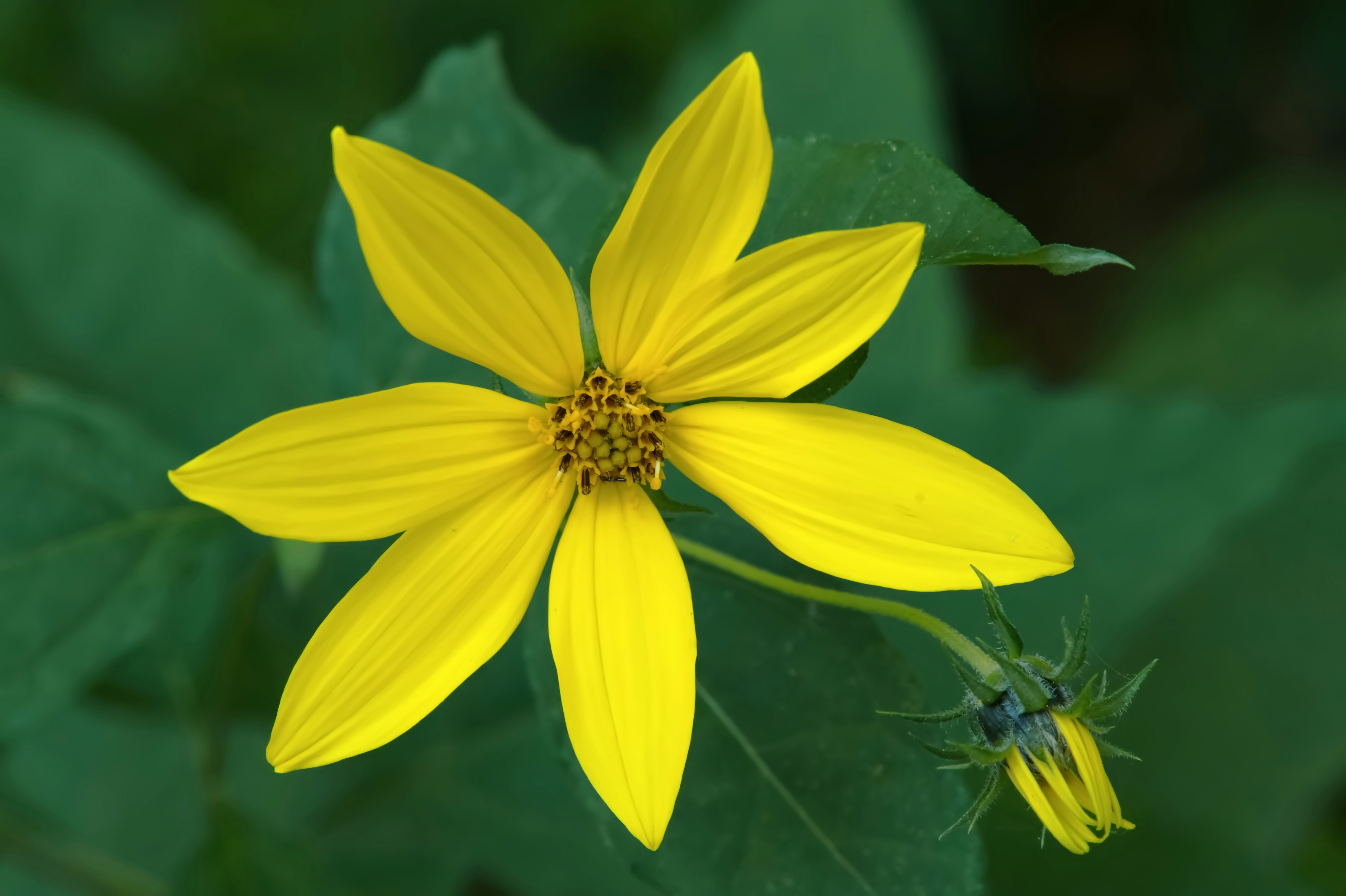 Wild Flowers | 24 best free flower, plant, blossom and qc photos on ...