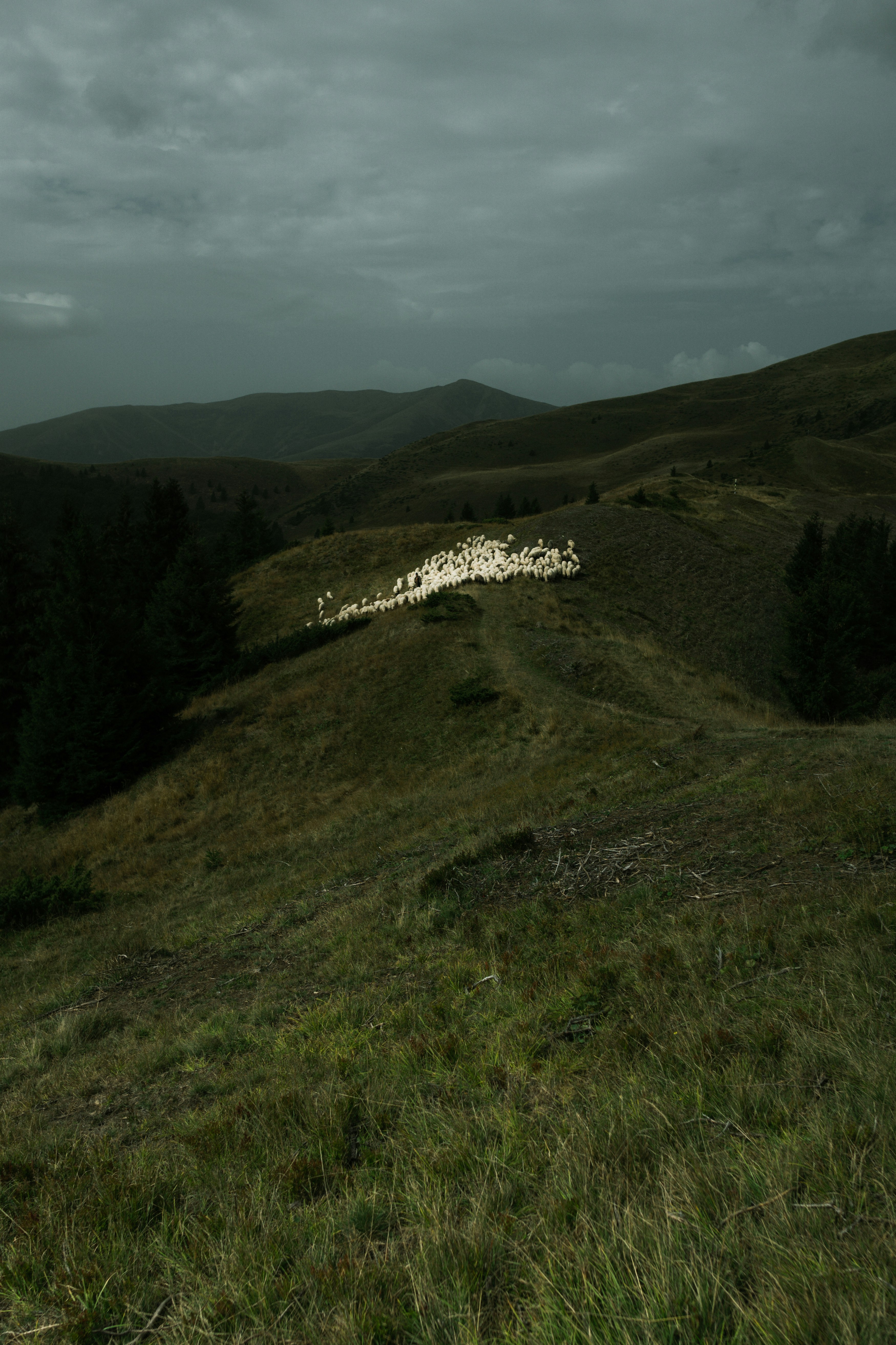 Flock on the Ridges: White silhouettes tracing a windswept Moor under a slate-gray sky
