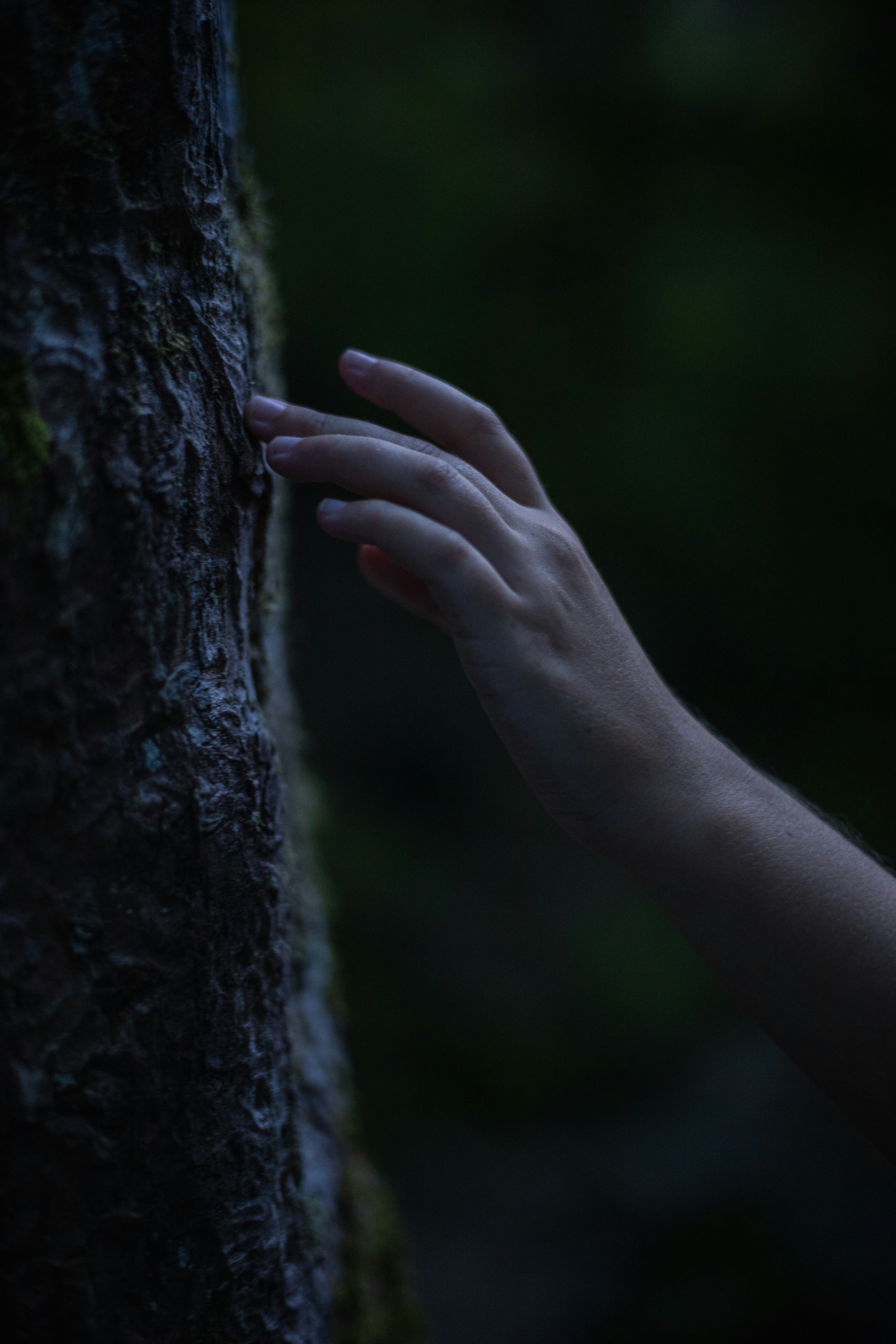 A hand touching a tree photo – Free Image on Unsplash