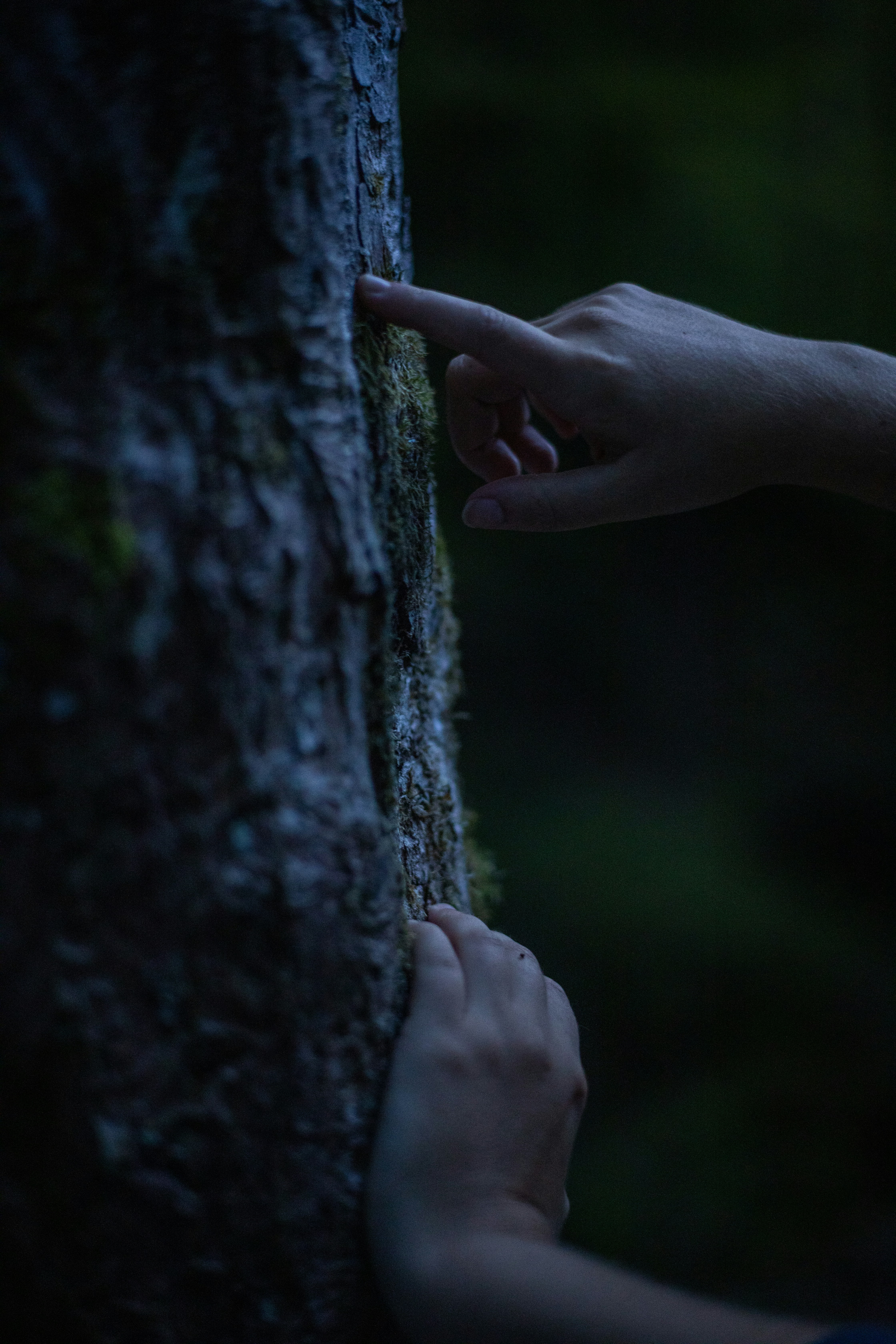 Touch on the Bark: A Quiet Clasp in Low Light