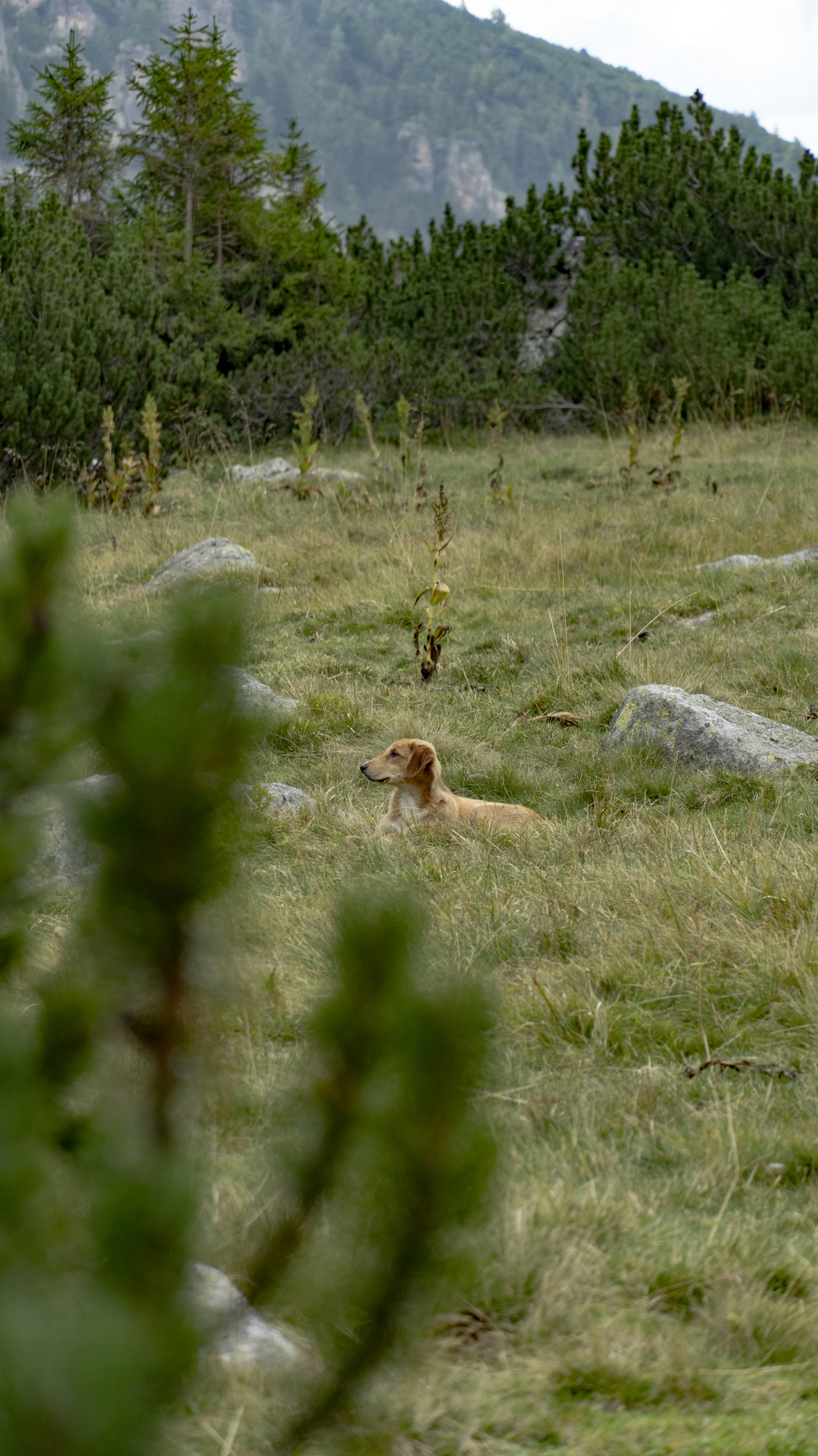 Lone Retriever in Alpine Grassland