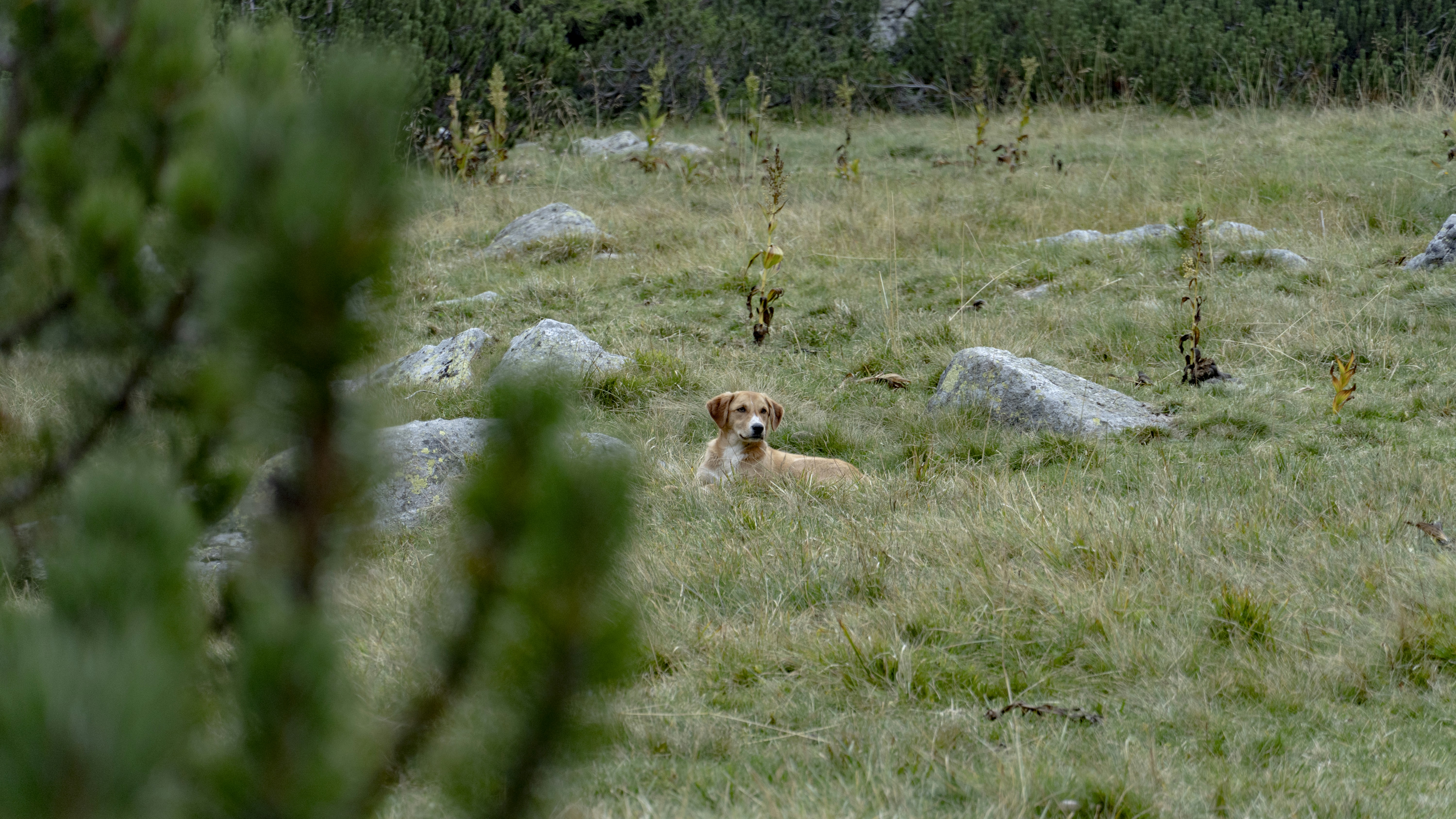 Beagle at Rest: A Quiet Watcher Among Stones in a Meadow