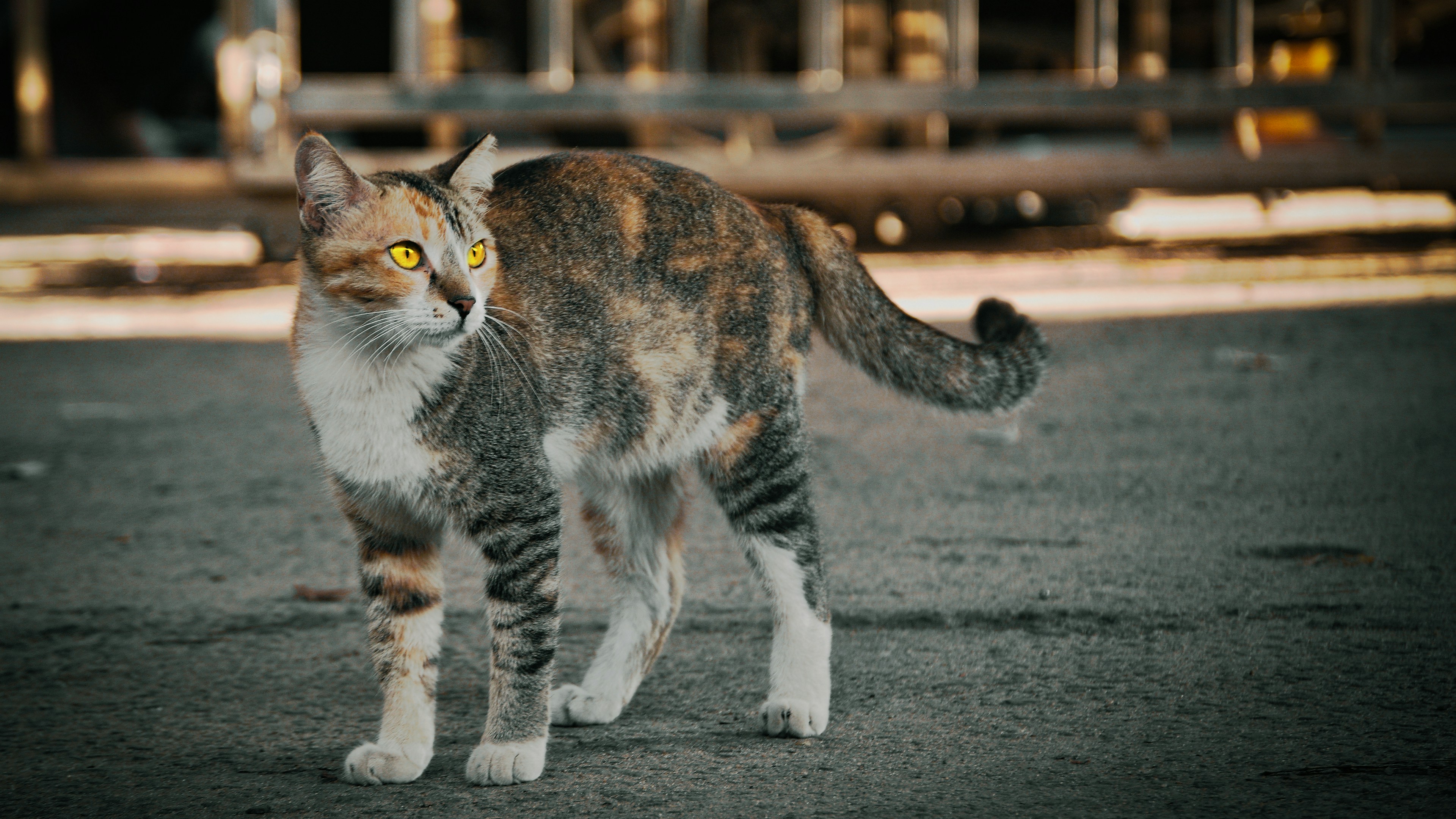 A cat walking on a road photo – Free Kabalishwarar temple chennai Image ...