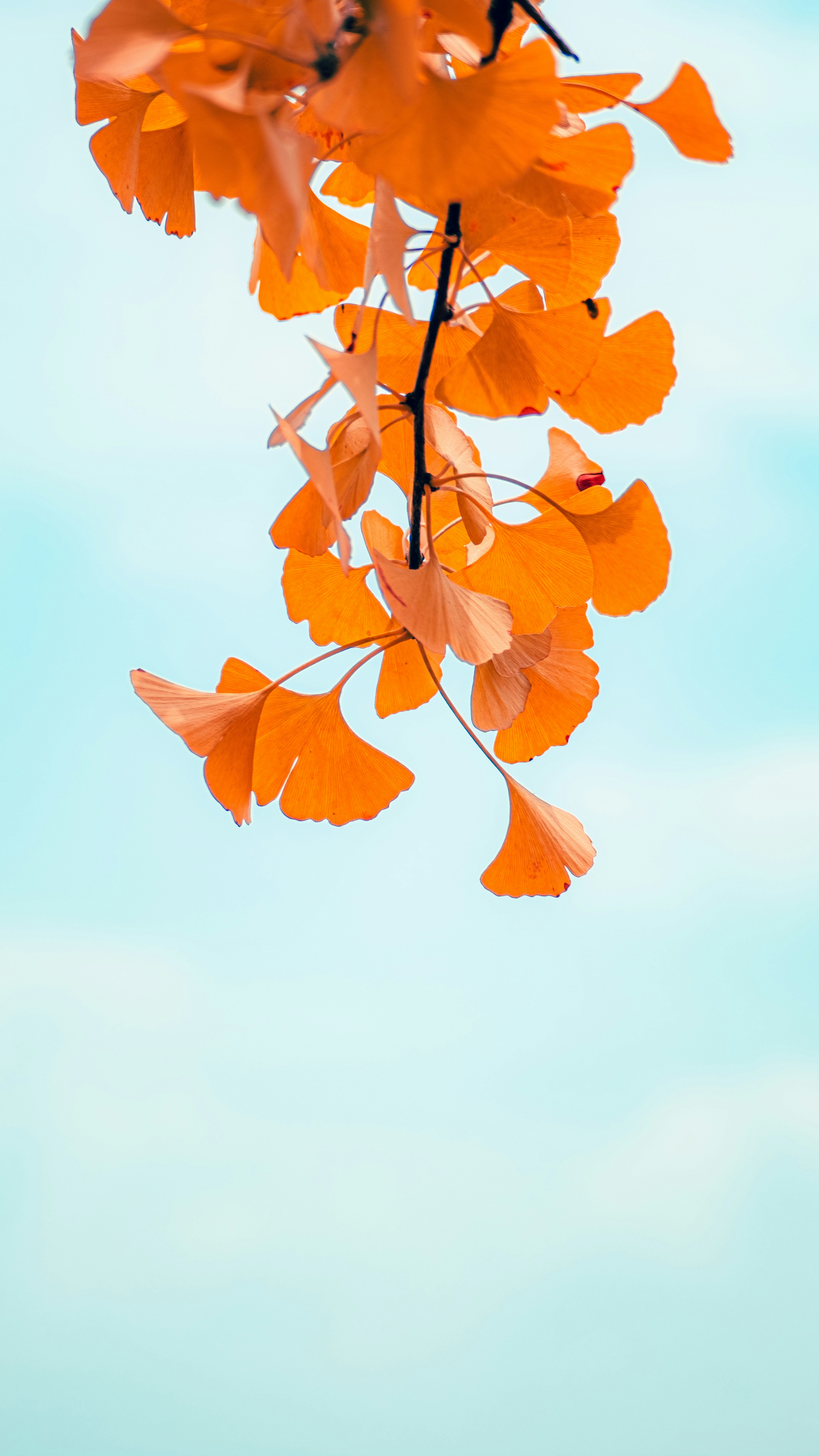 A group of orange leaves photo – Free Orange Image on Unsplash