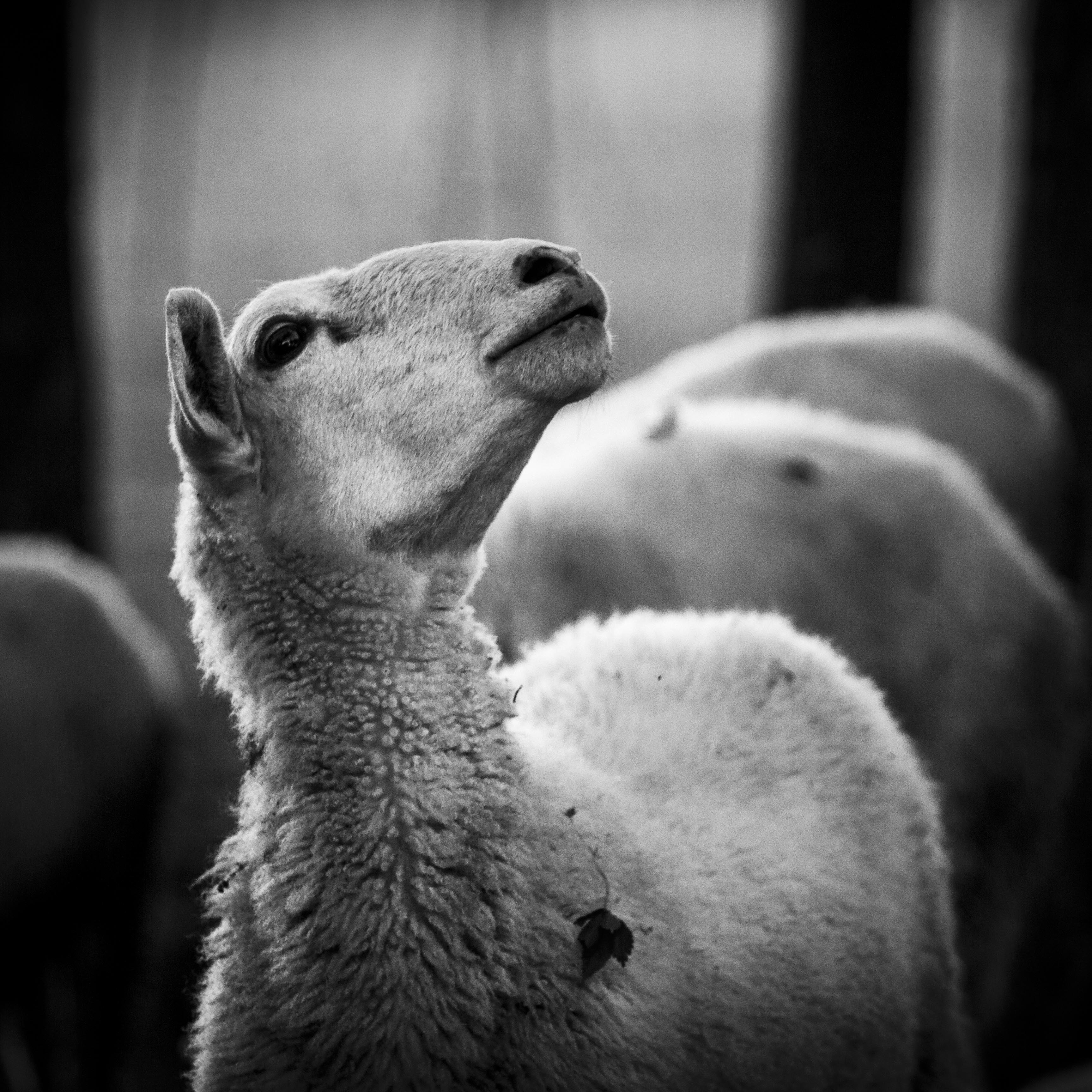 Gros plan d’un lama photo – Photo Gris Gratuite sur Unsplash