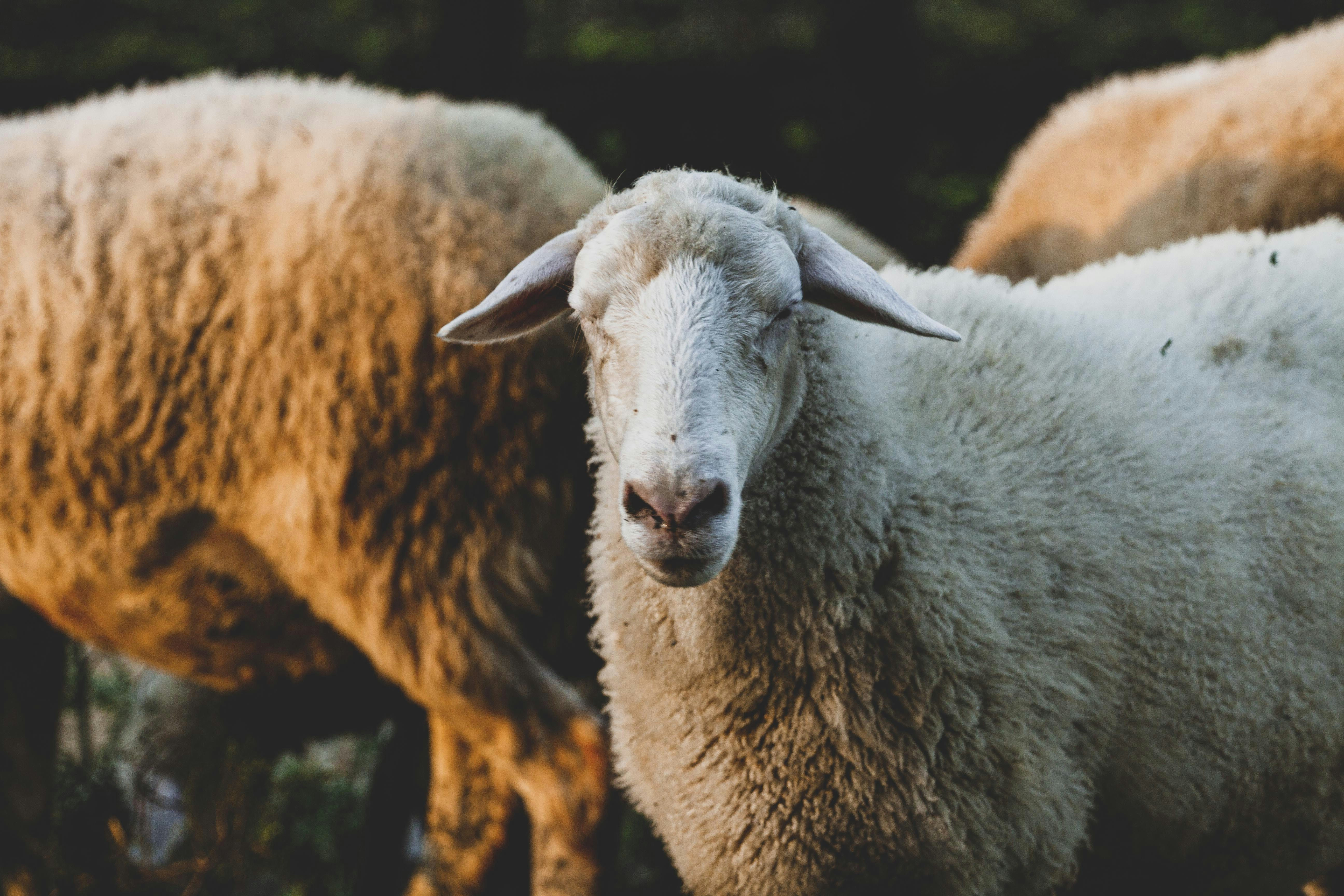 A couple of sheep stand near each other photo – Free Sheep Image on ...