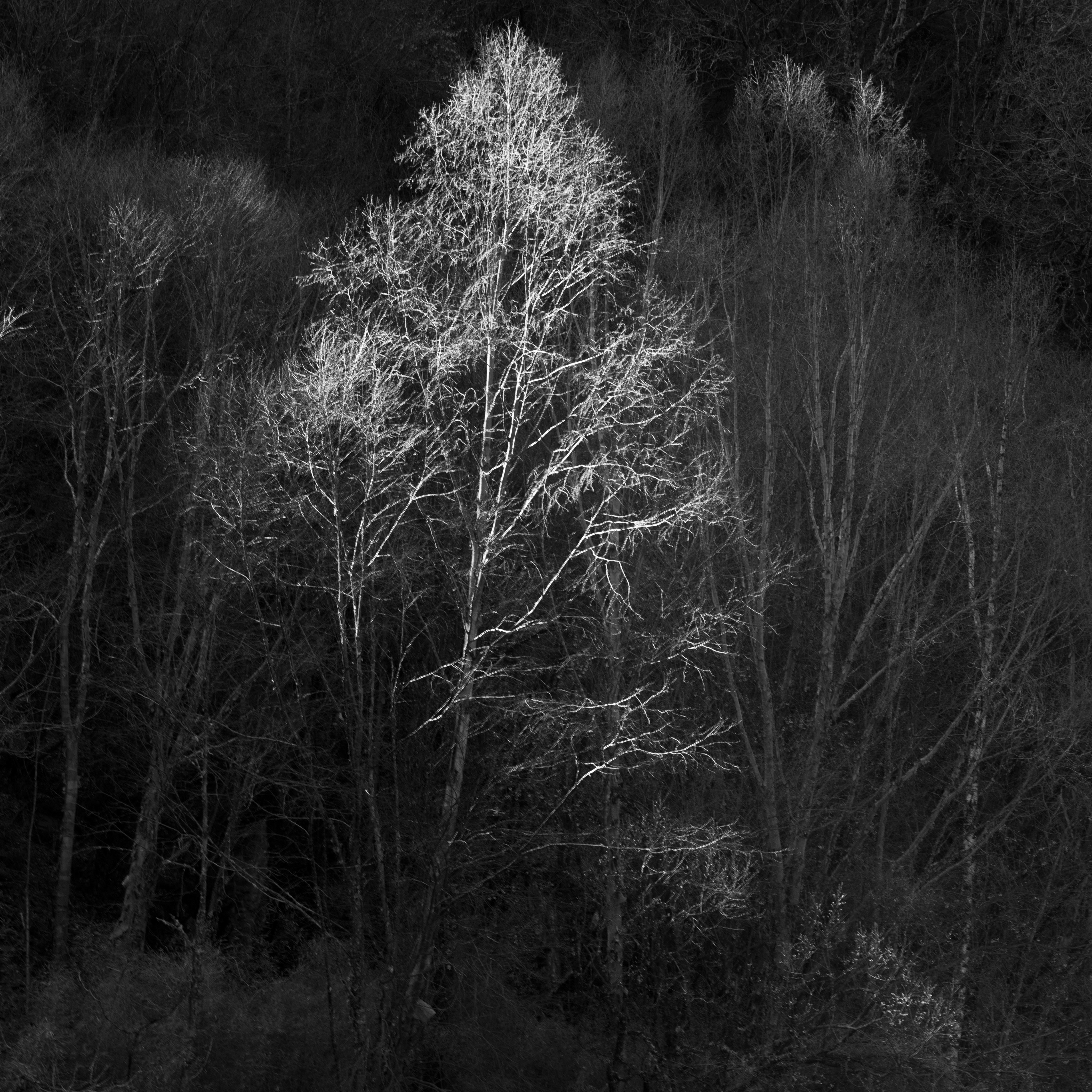 A solitary tree stands out against a dark forest backdrop, its branches glistening in the light. The monochrome tones enhance the stark beauty of the scene.