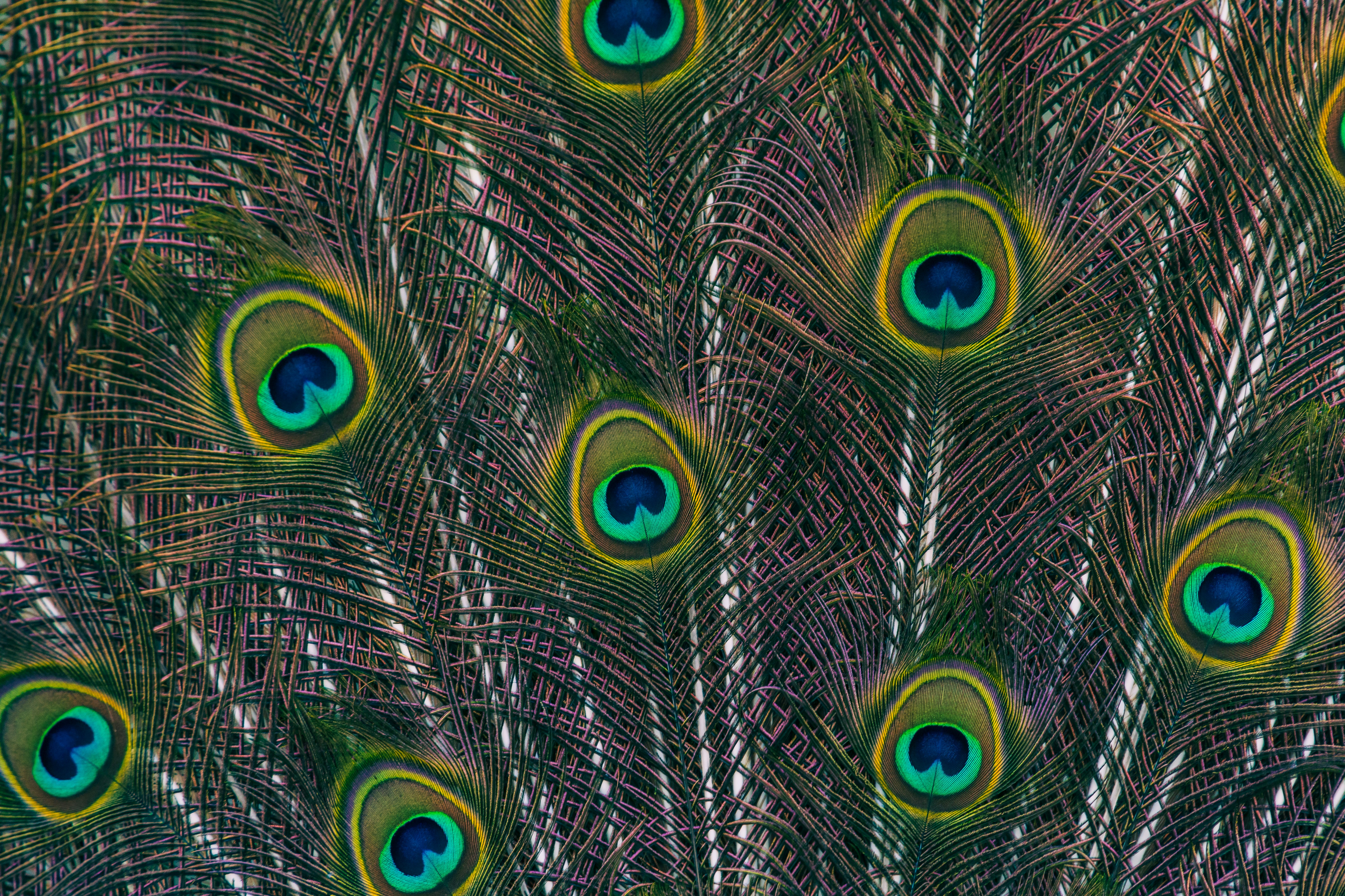 Iridescent Orbs in Velvet Plumage: Close-Up Peacock Feathers