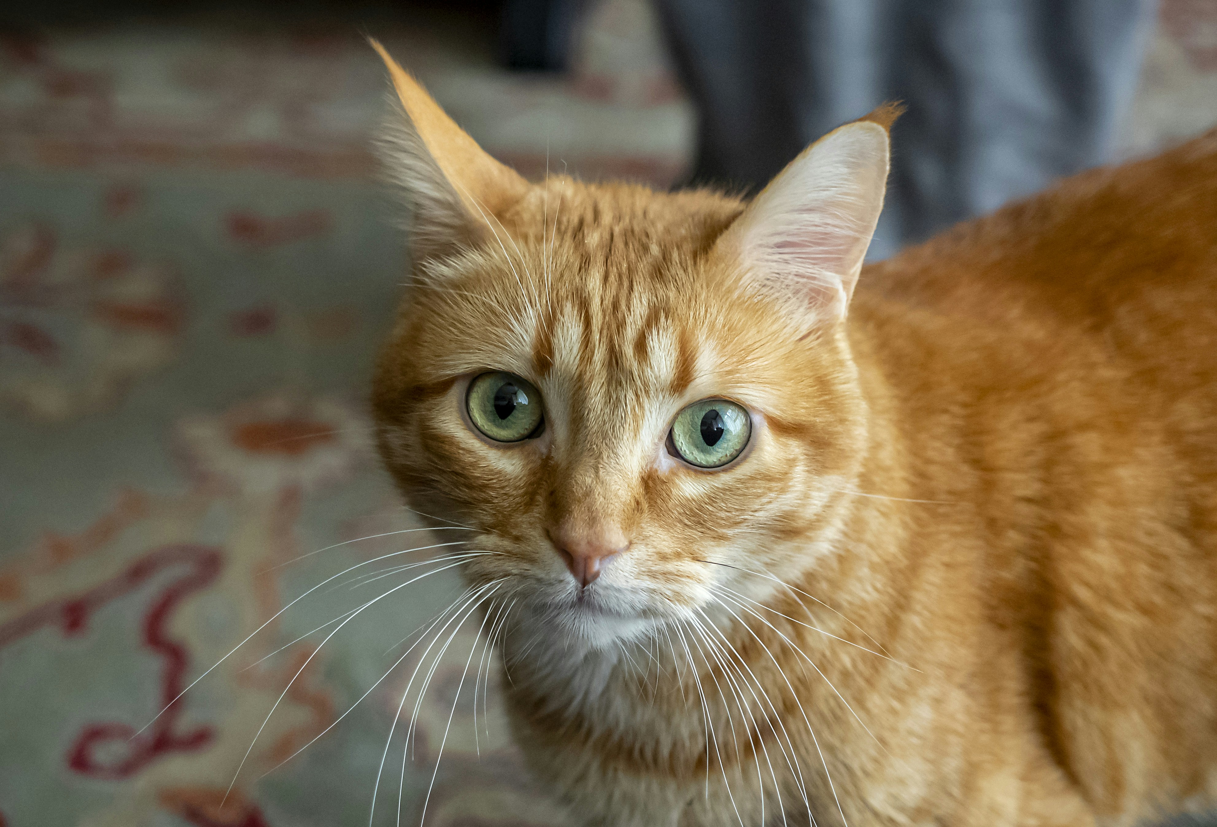 Un chat aux yeux verts photo – Photo Barcelone Gratuite sur Unsplash