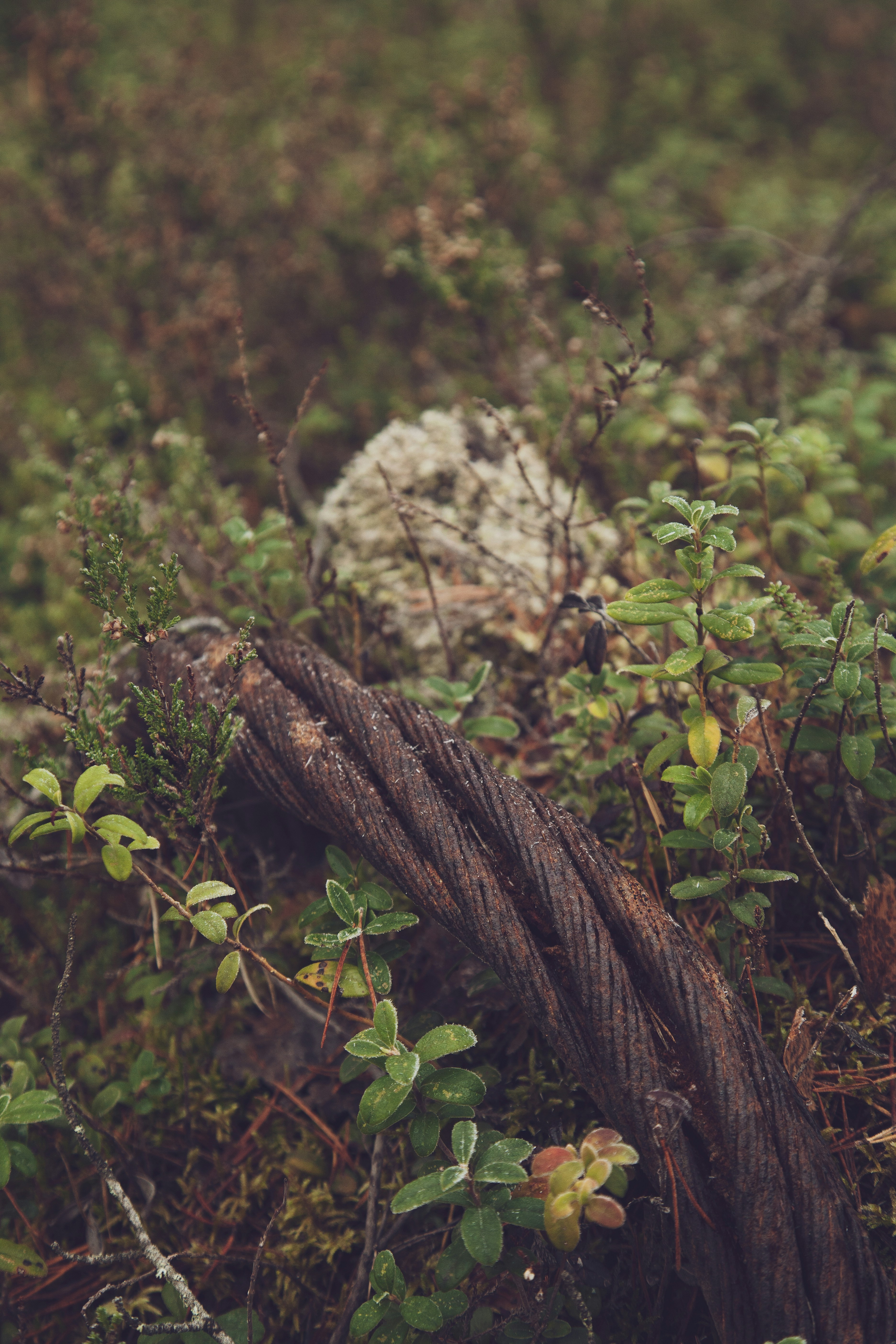 A tree in a forest photo – Free Rust Image on Unsplash