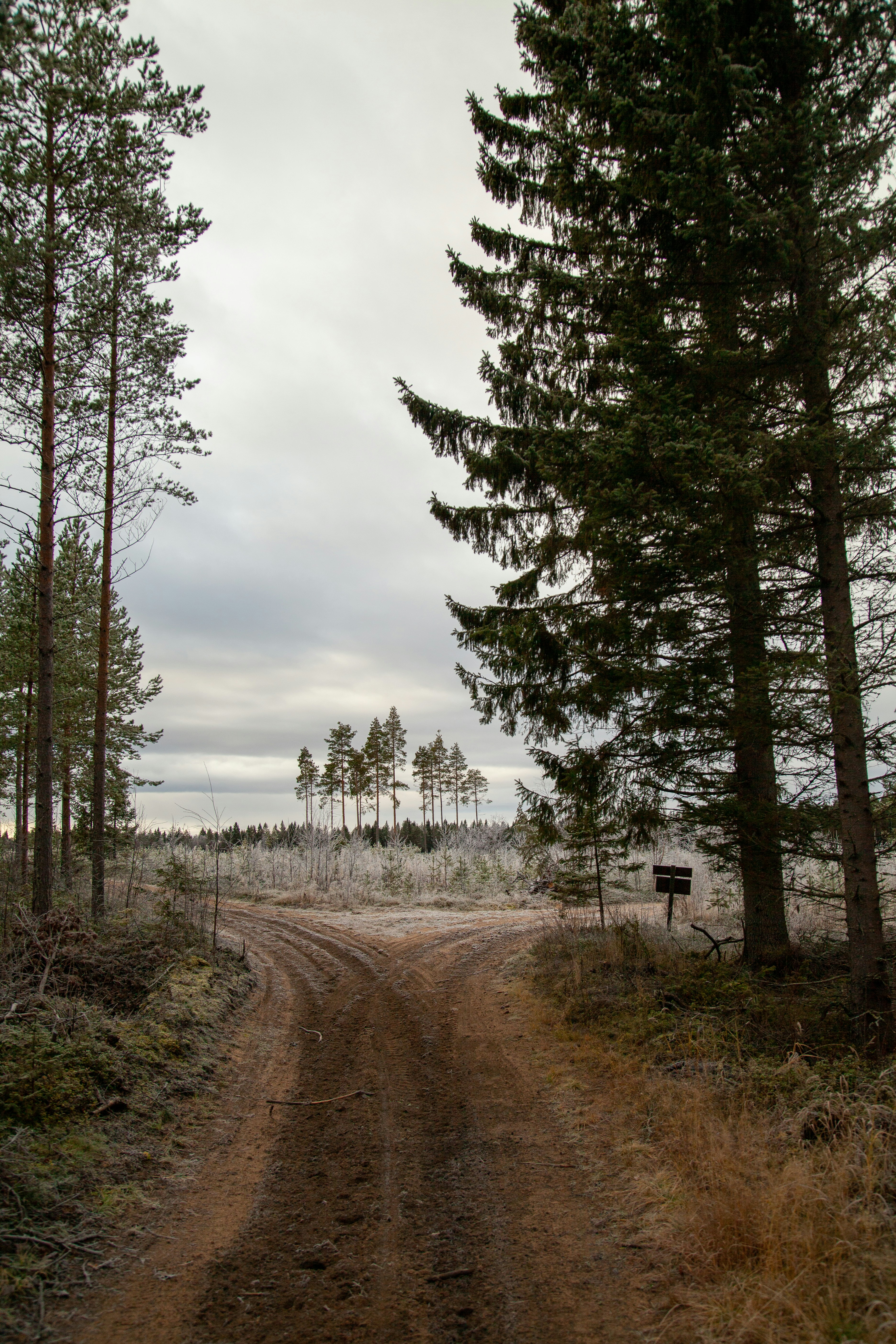 Frost-veiled Forest Road Toward a Quiet Clearing
