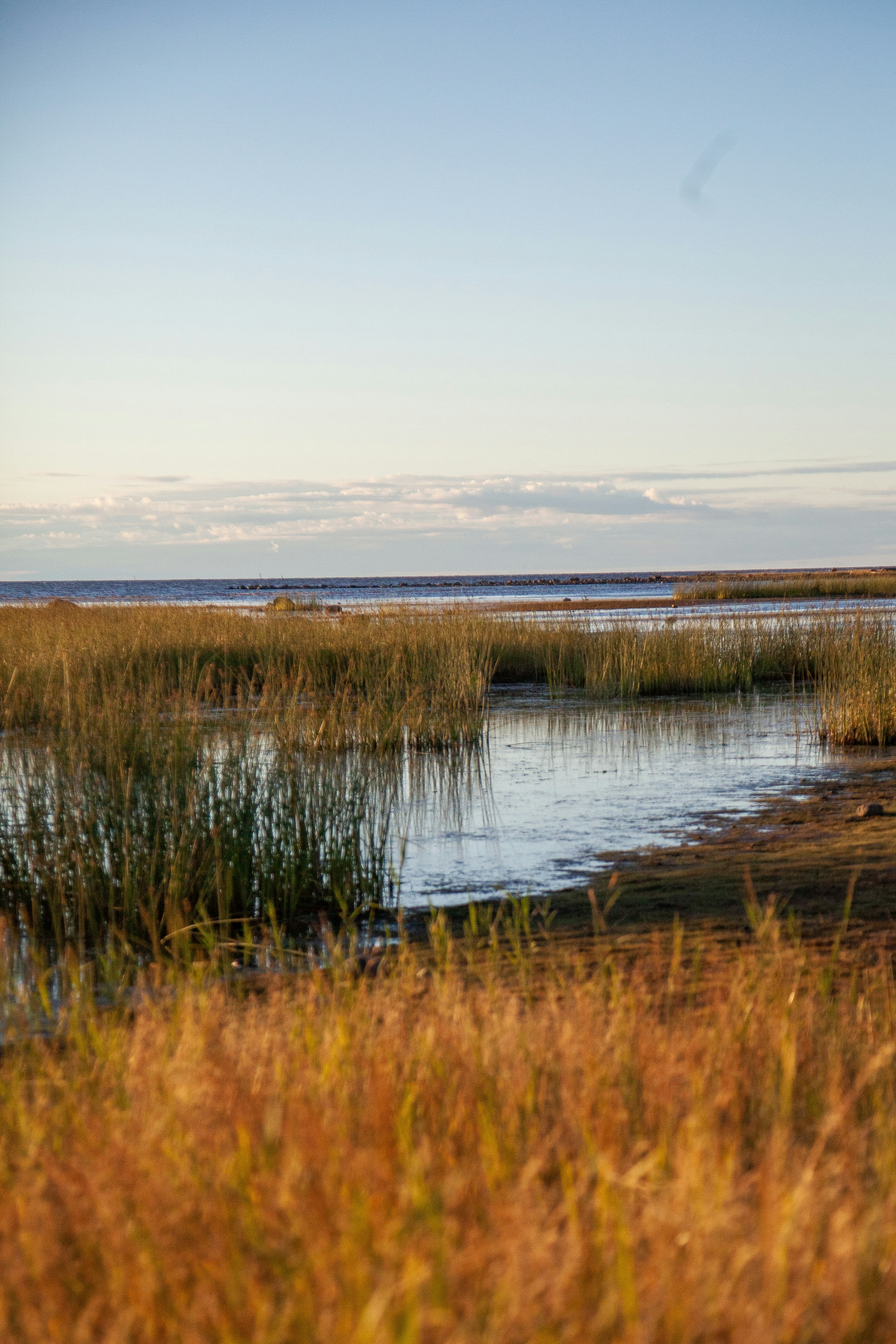 A river running through a field of tall grass photo – Free Nature Image ...