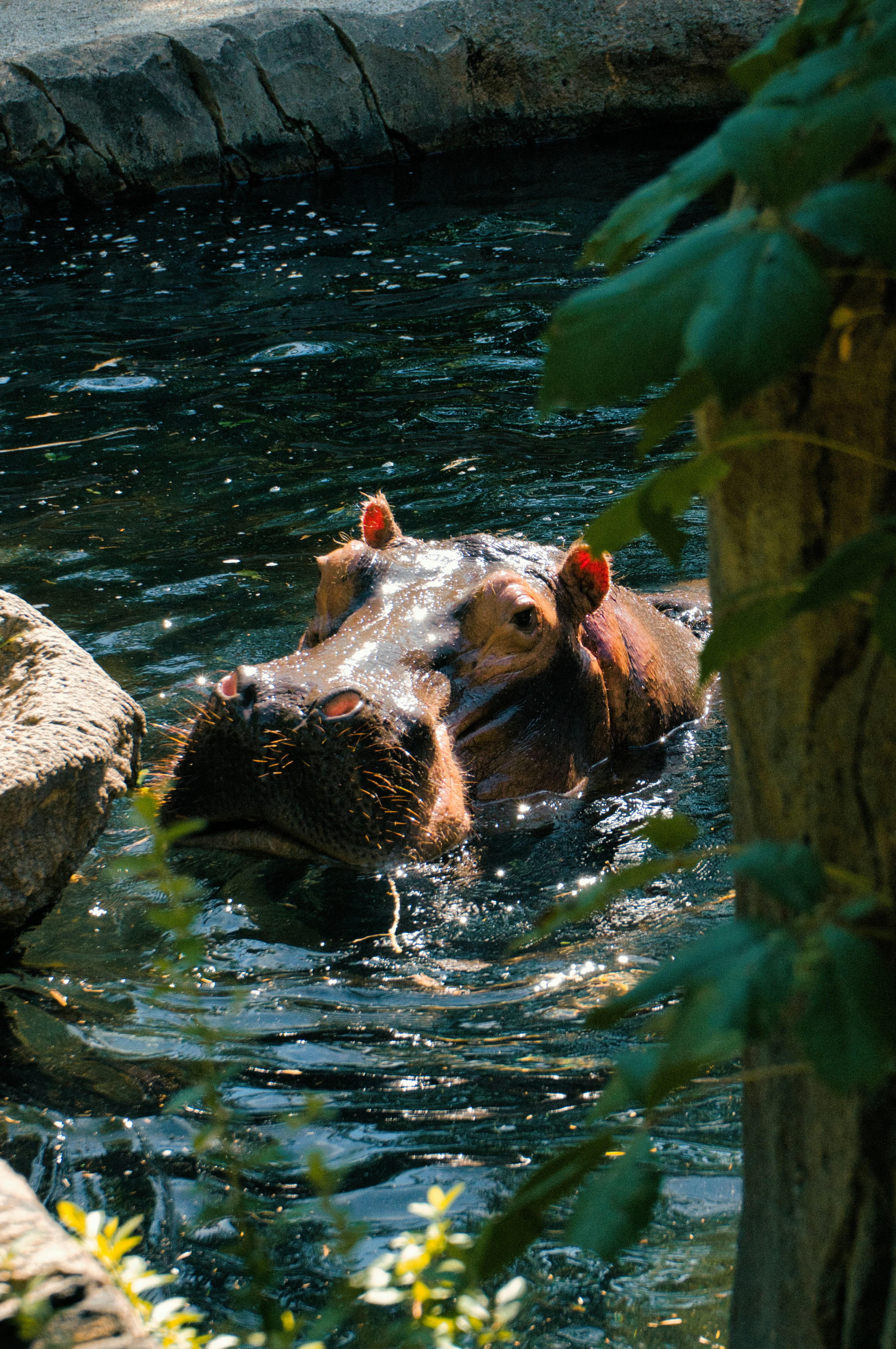 A couple of beavers in a pond photo – Free Saint louis zoo Image on ...