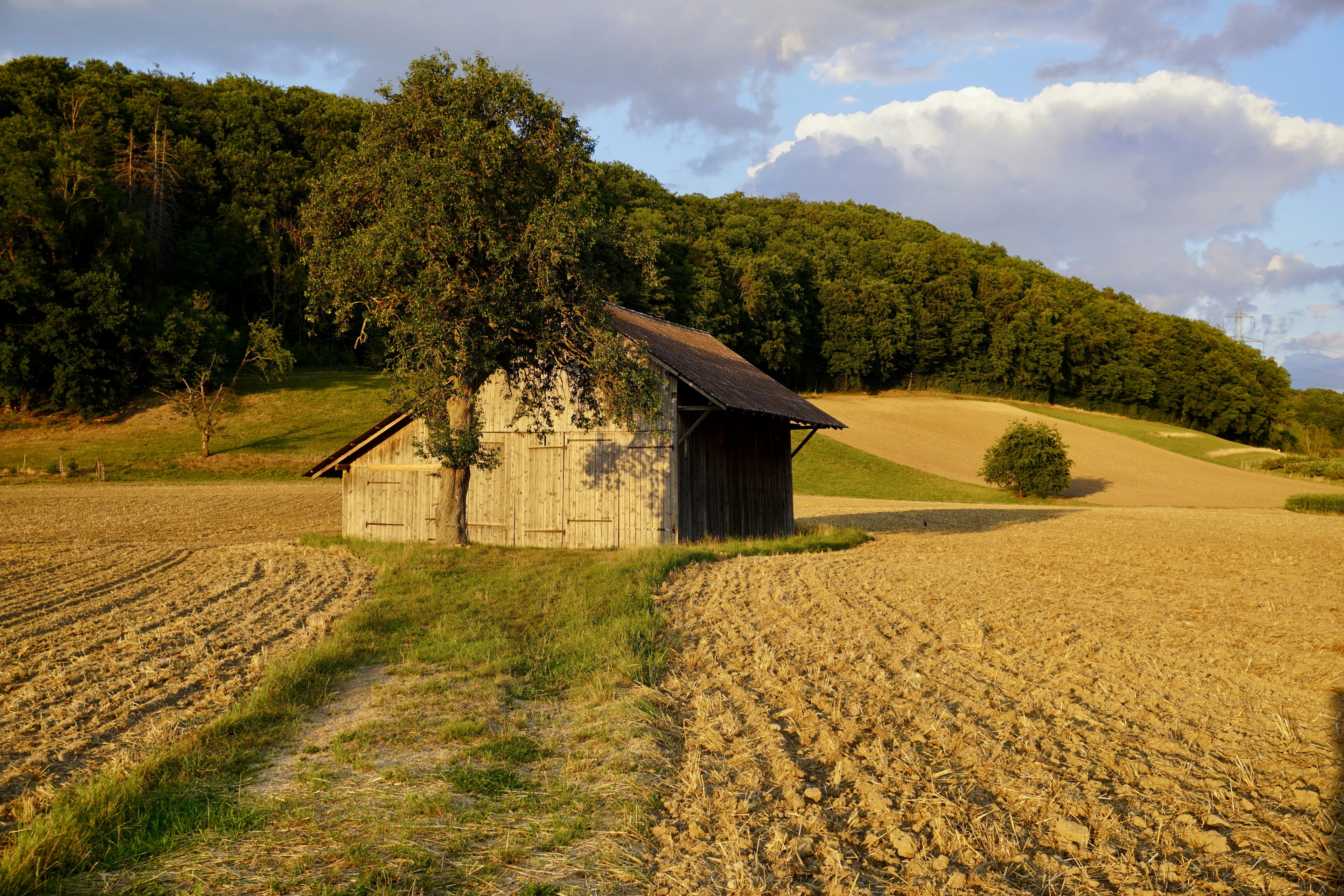 barn on the meadow
