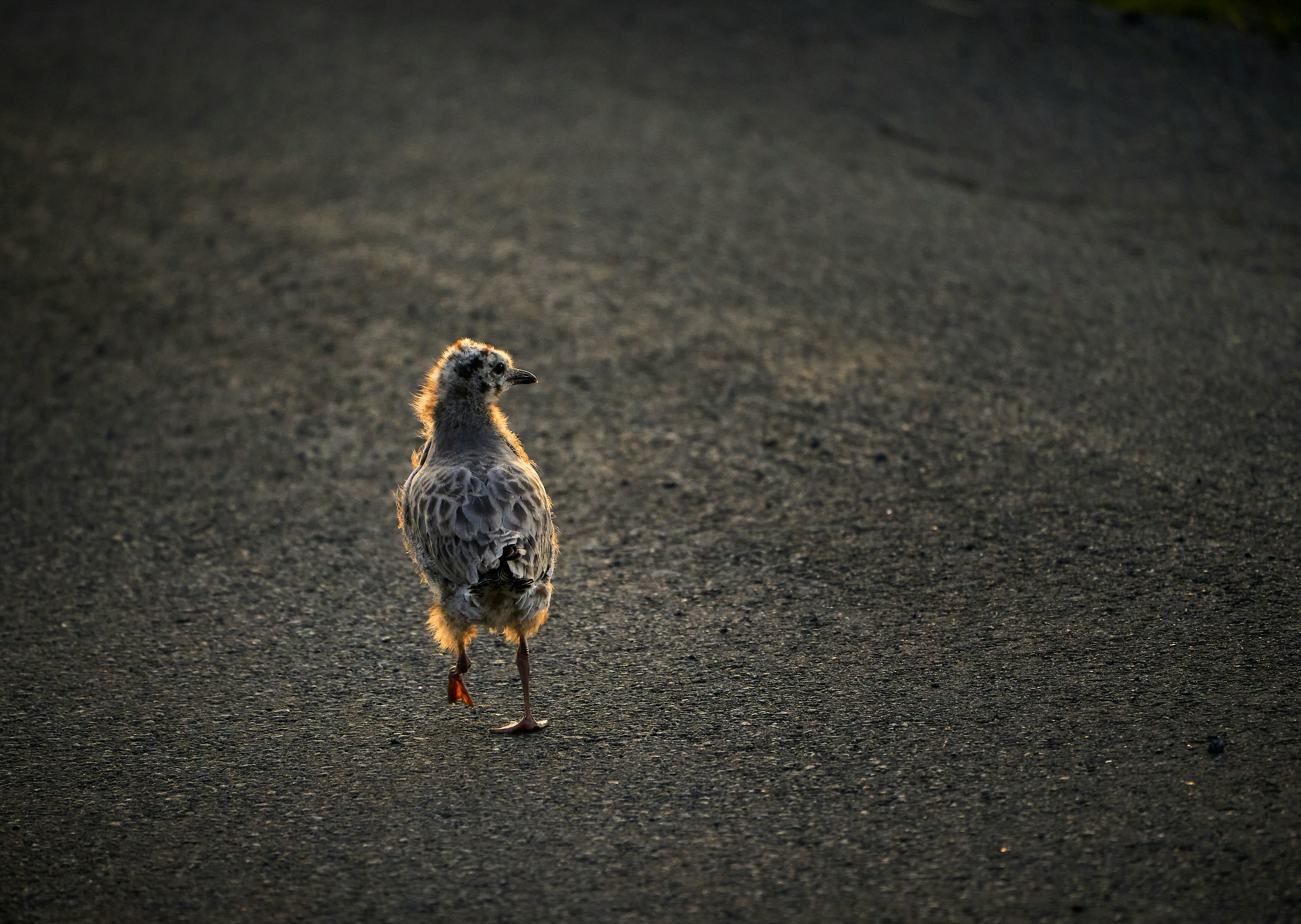 Photo by Vidar Nordli-Mathisen with Sony Alpha 7 IV