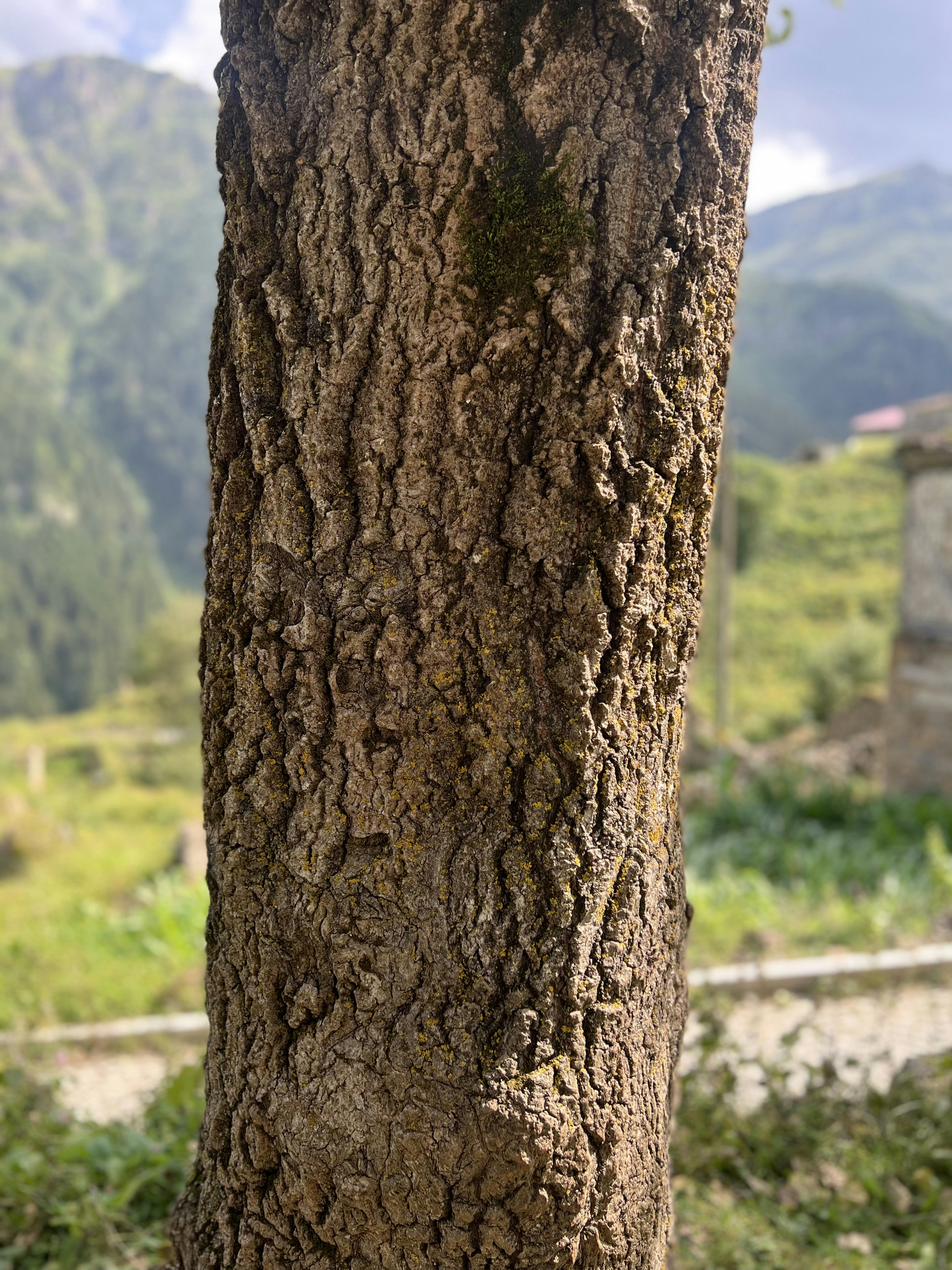 a tree trunk with a large hole in it