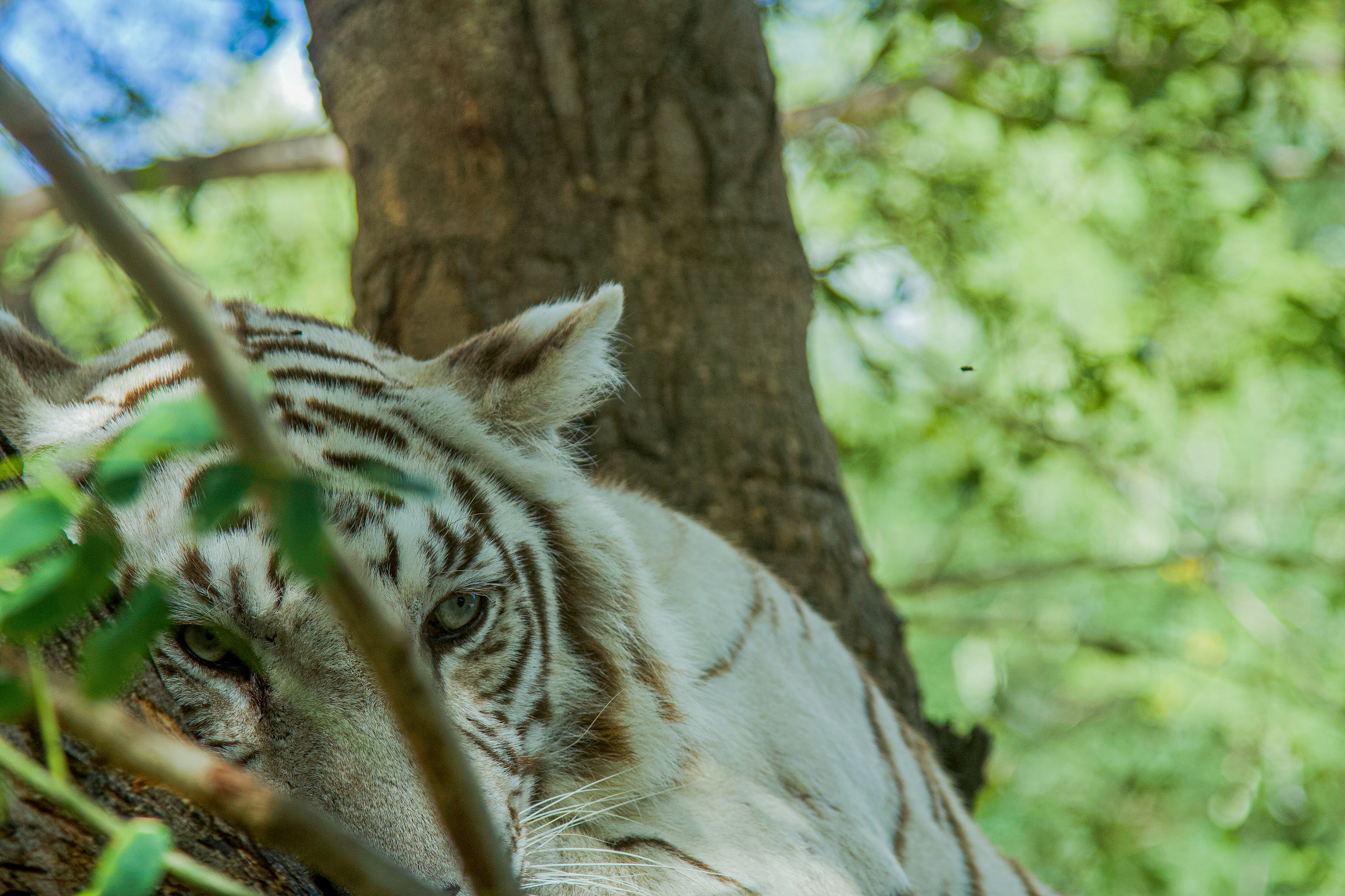 Eyes Through the Verdant Veil: A White Tiger Resting in Dappled Shade