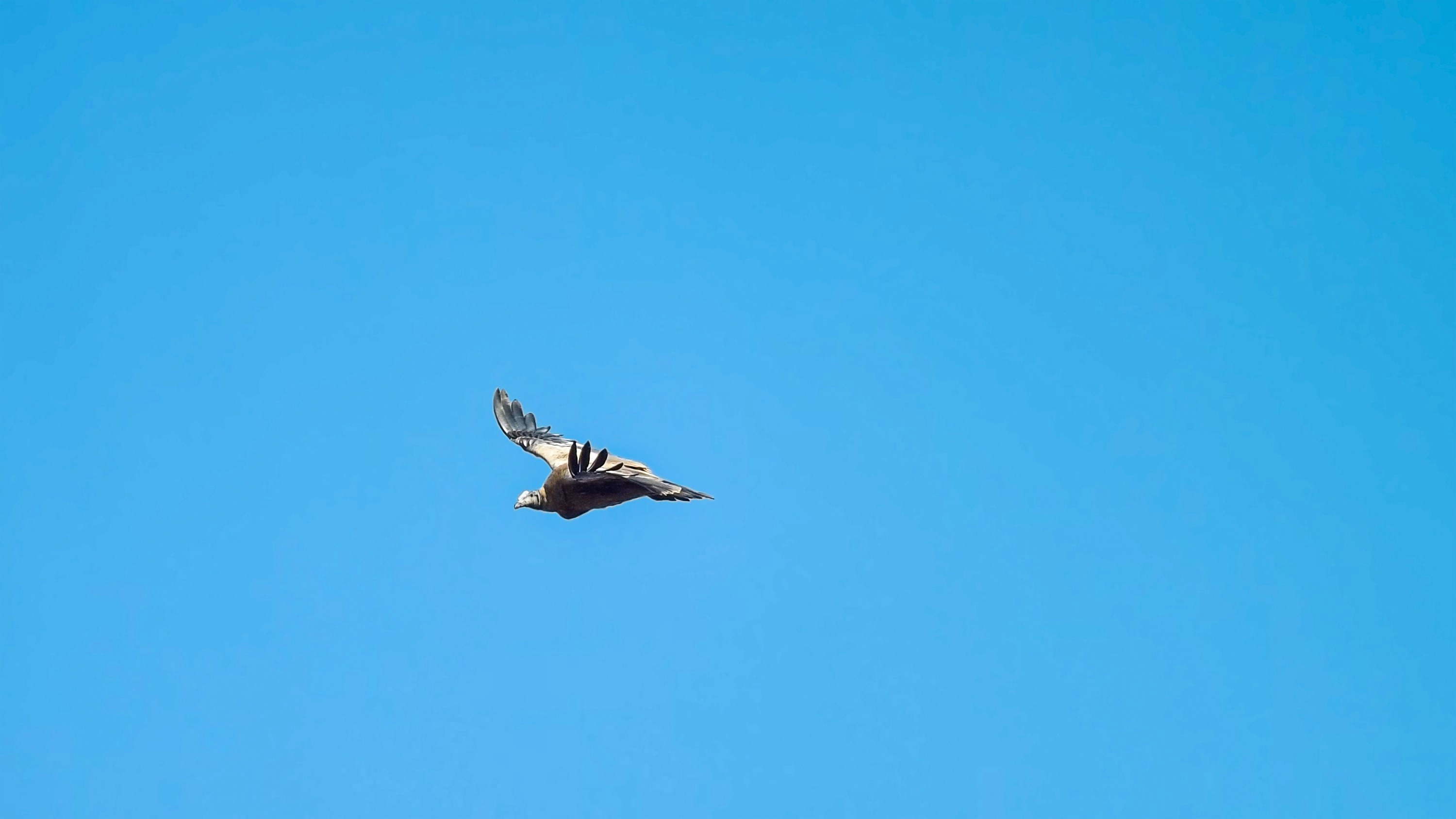 Imágenes de Cóndor Volando | Descarga imágenes gratuitas en Unsplash