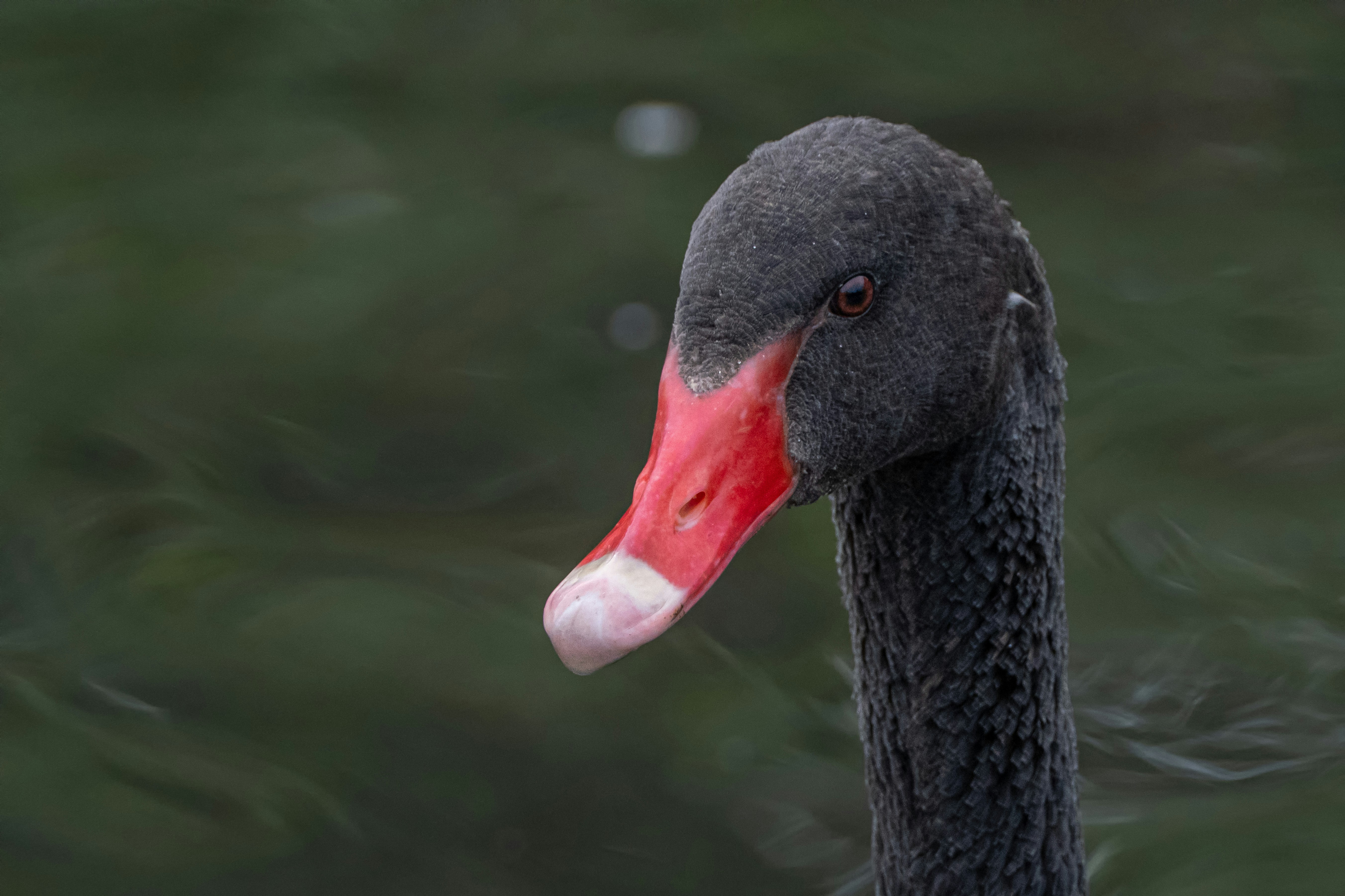 Crimson Beak in Ghostly Ripples: Close-Up of a Black Swan